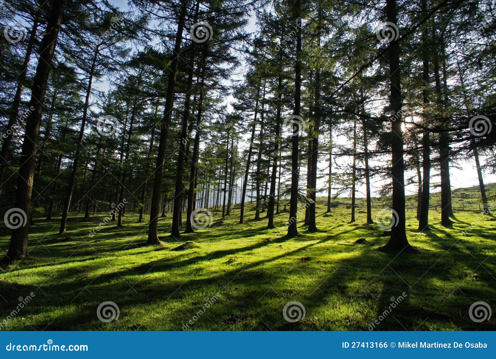 Peaceful forest stock photo. Image of green, tree, grass - 27413166