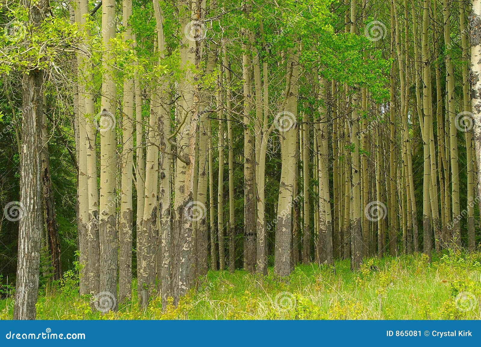 Peaceful forest stock image. Image of tree, outdoors, grass - 865081
