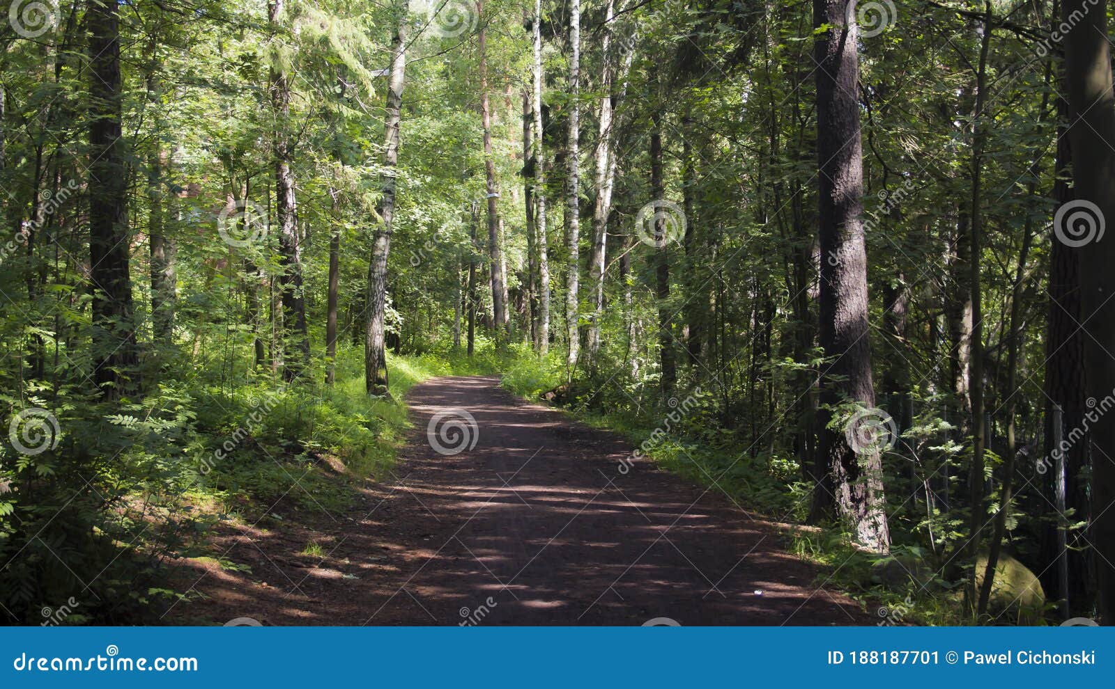 A Peaceful Forest in Finland Stock Image - Image of outdoor, nature ...