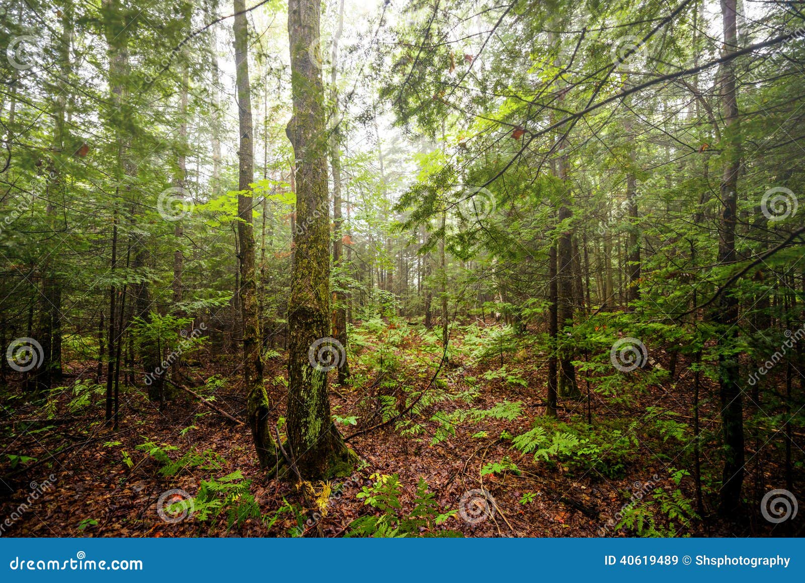 Peaceful Forest stock image. Image of natural, nature - 40619489