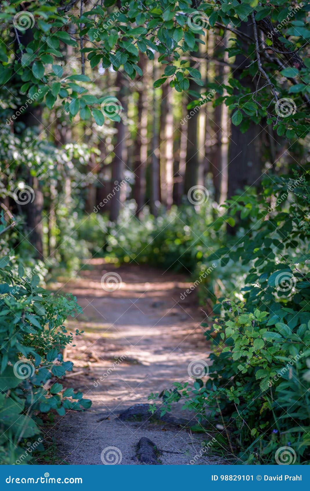 Secret Forest Path through Pine Trees Stock Image - Image of alone ...