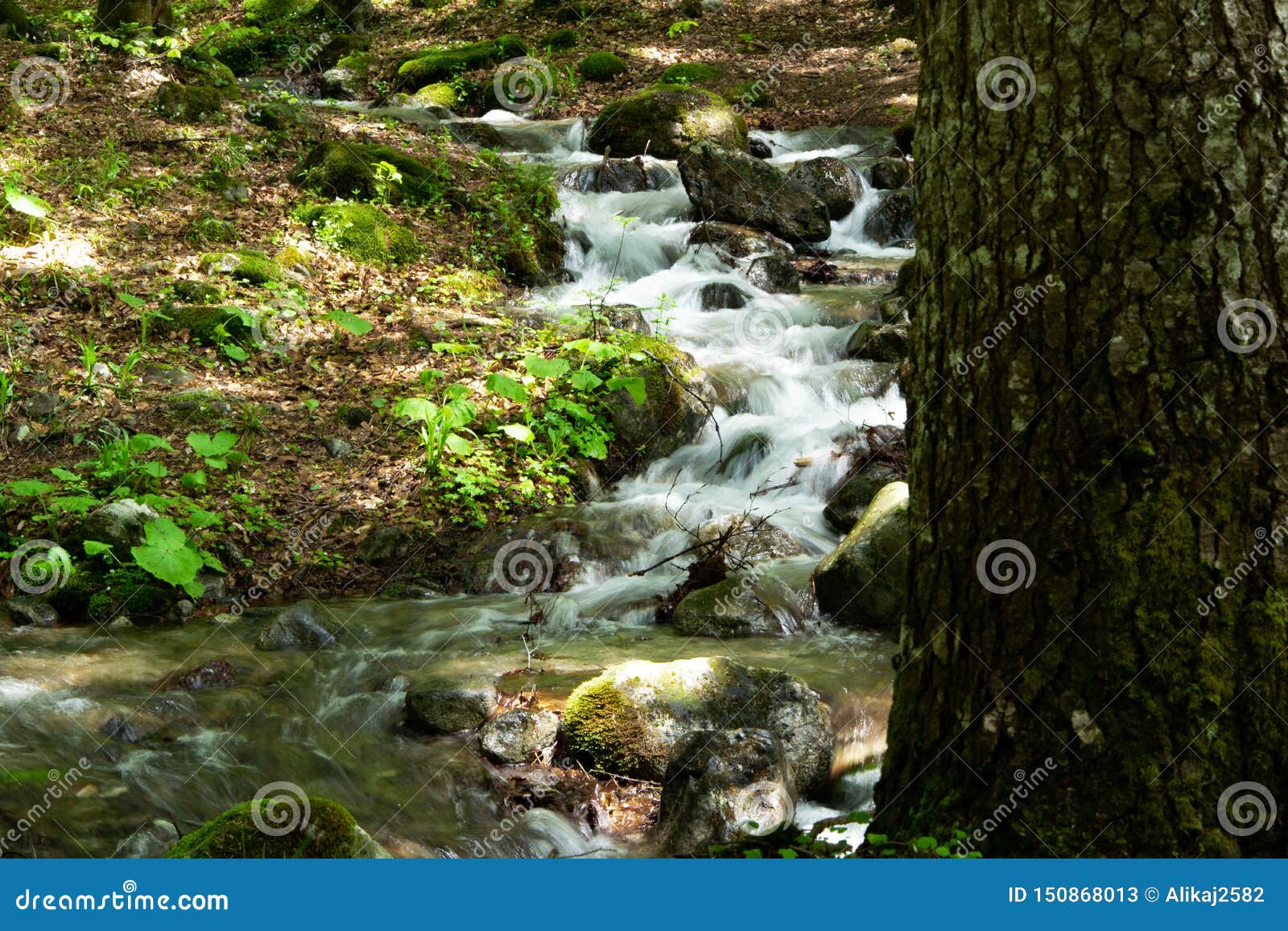 Peaceful Forest Landscape with Small Cascade Falls Over Mossy Rocks ...