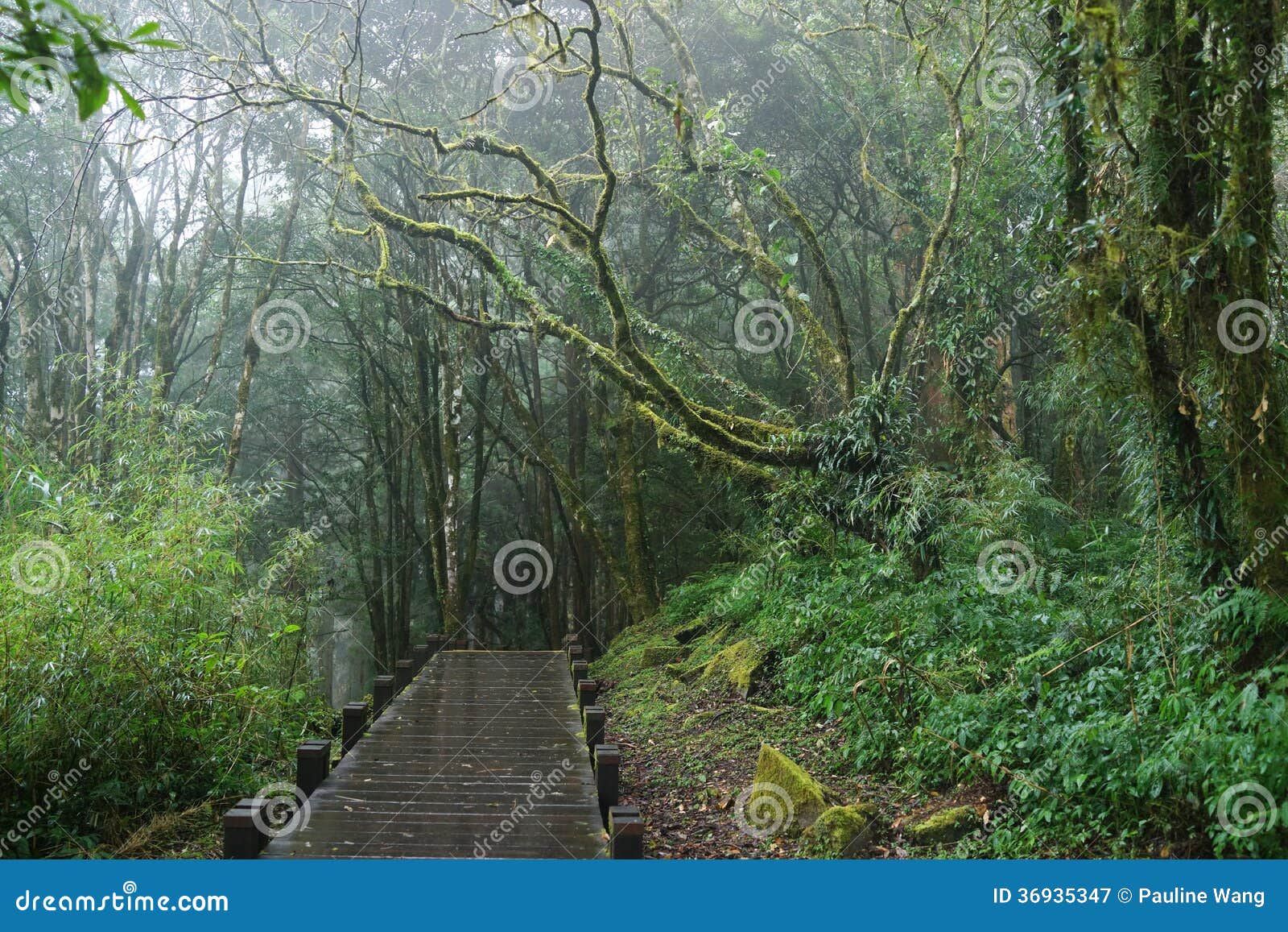Peaceful Forest stock image. Image of nature, trees, forest - 36935347