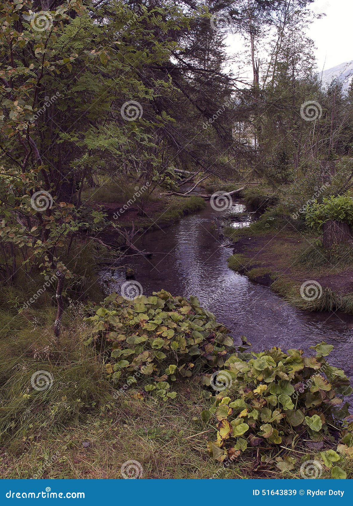 Peaceful Forest Mountain Stream Stock Image - Image of rainy, peaceful ...