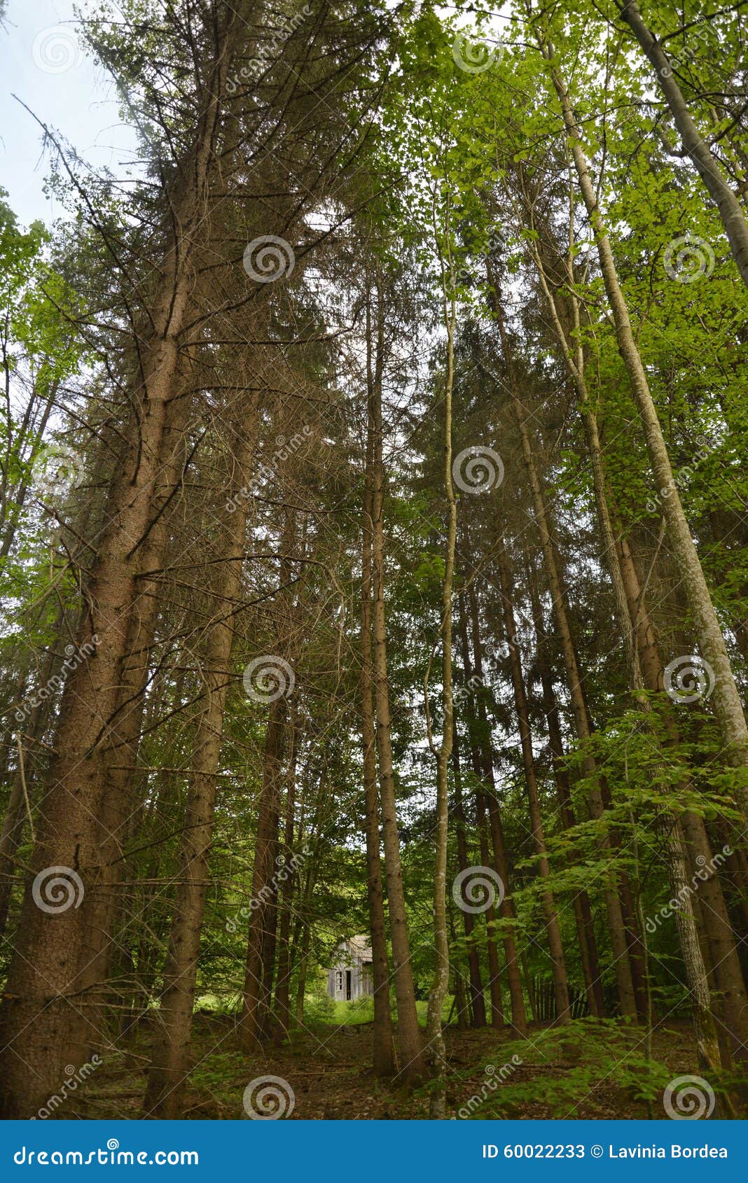 Peaceful forest stock image. Image of landscapes, outdoor - 60022233