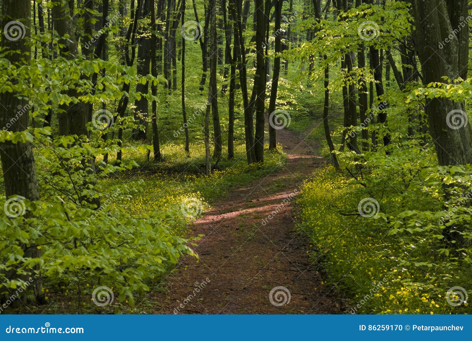 Peaceful forest path stock photo. Image of morning, environment - 86259170