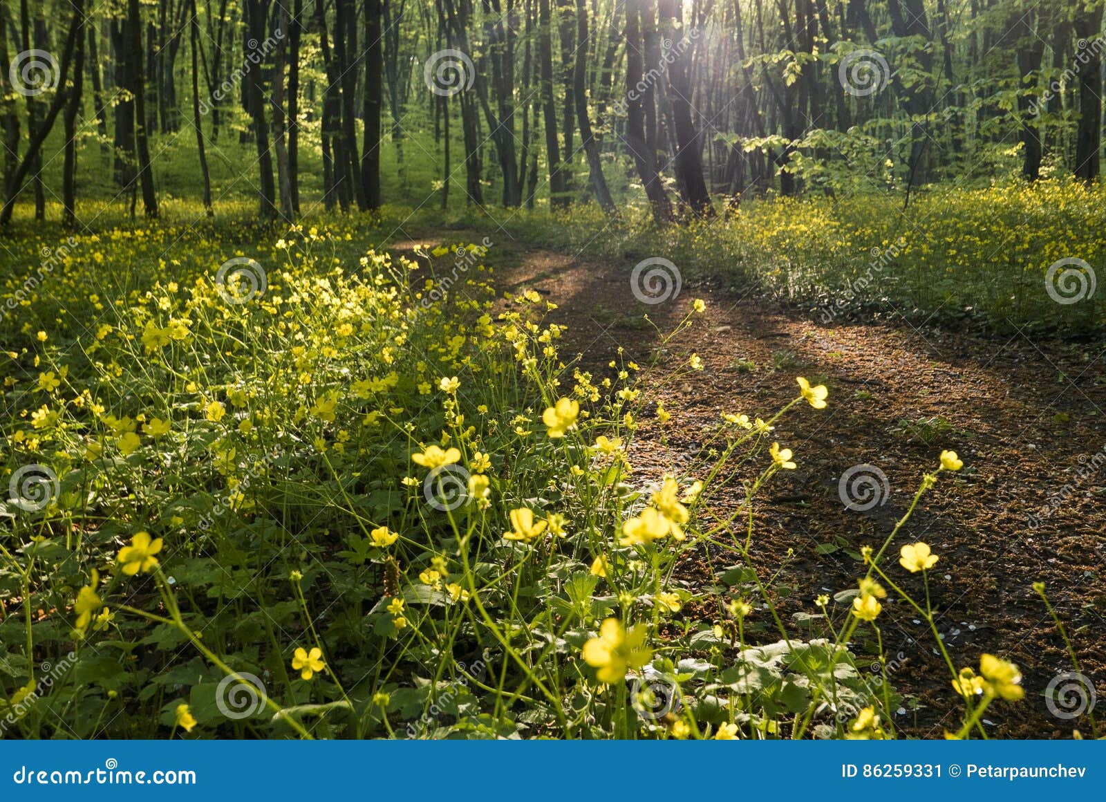 Peaceful forest path stock image. Image of outdoor, flower - 86259331