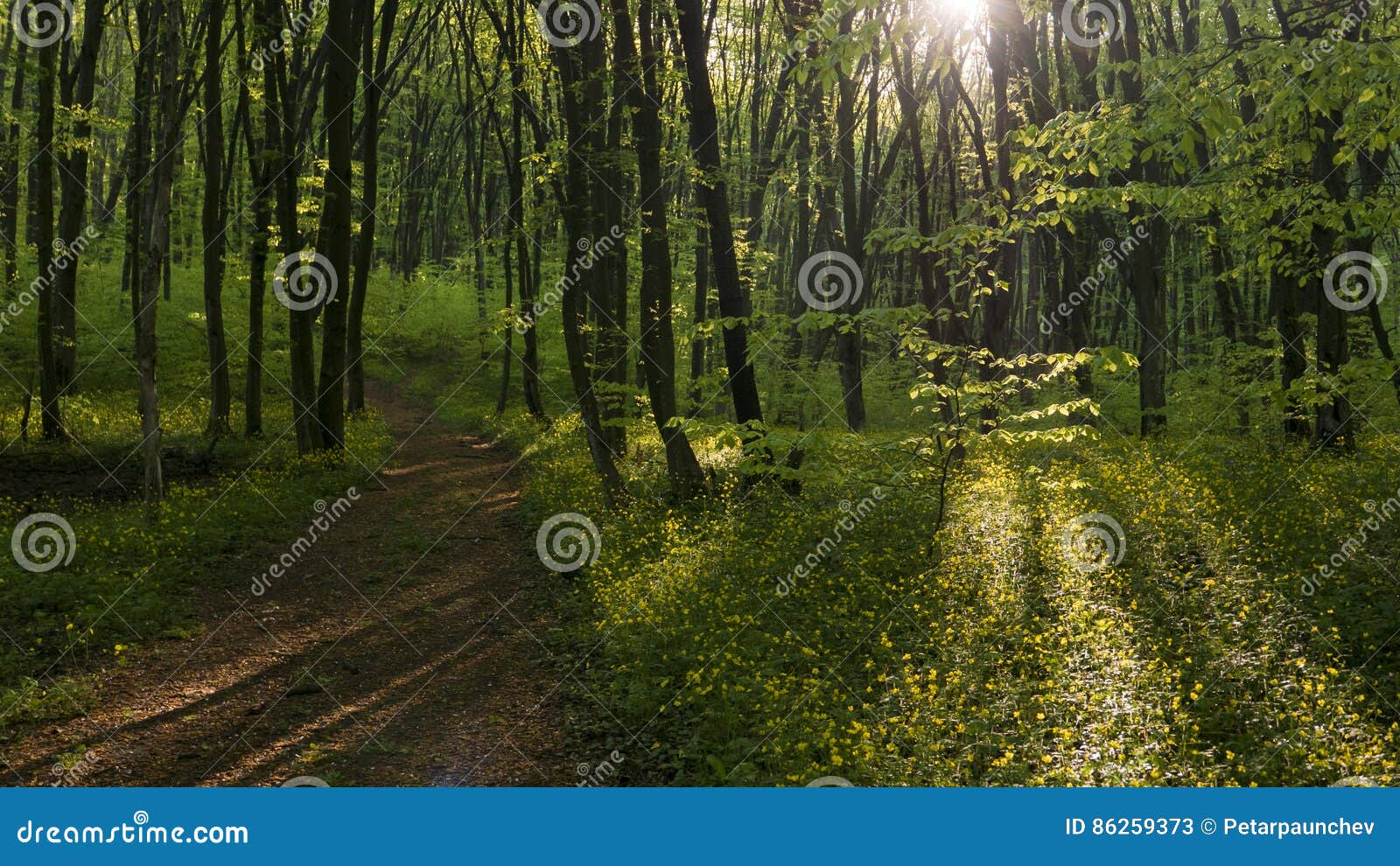 Peaceful forest path stock image. Image of beauty, fairy - 86259373