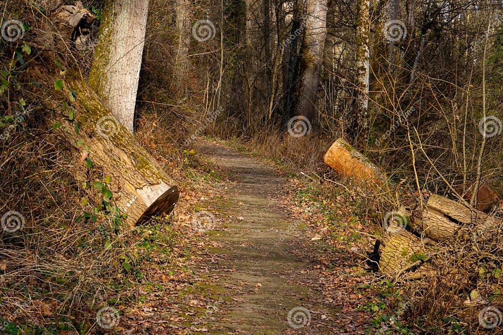 Peaceful Forest Pathway Surrounded by Trees and Fallen Logs on a Quiet ...
