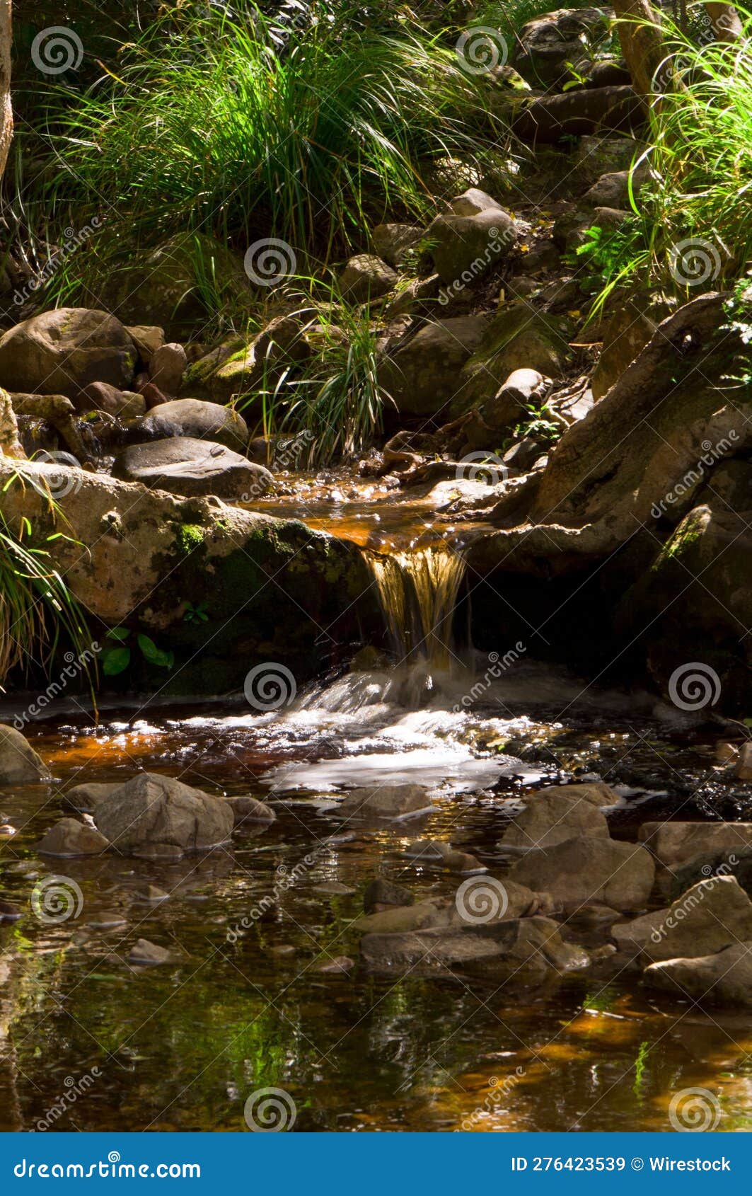 Peaceful Forest Setting, Near a Stream that Winds Its Way through the ...