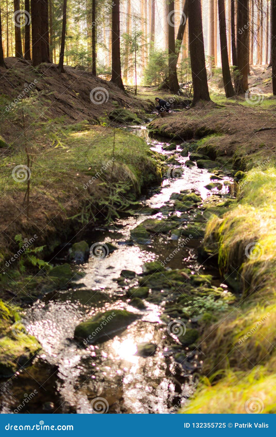 Peaceful Forest with a Wild Flowing Stream. Stock Image - Image of ...