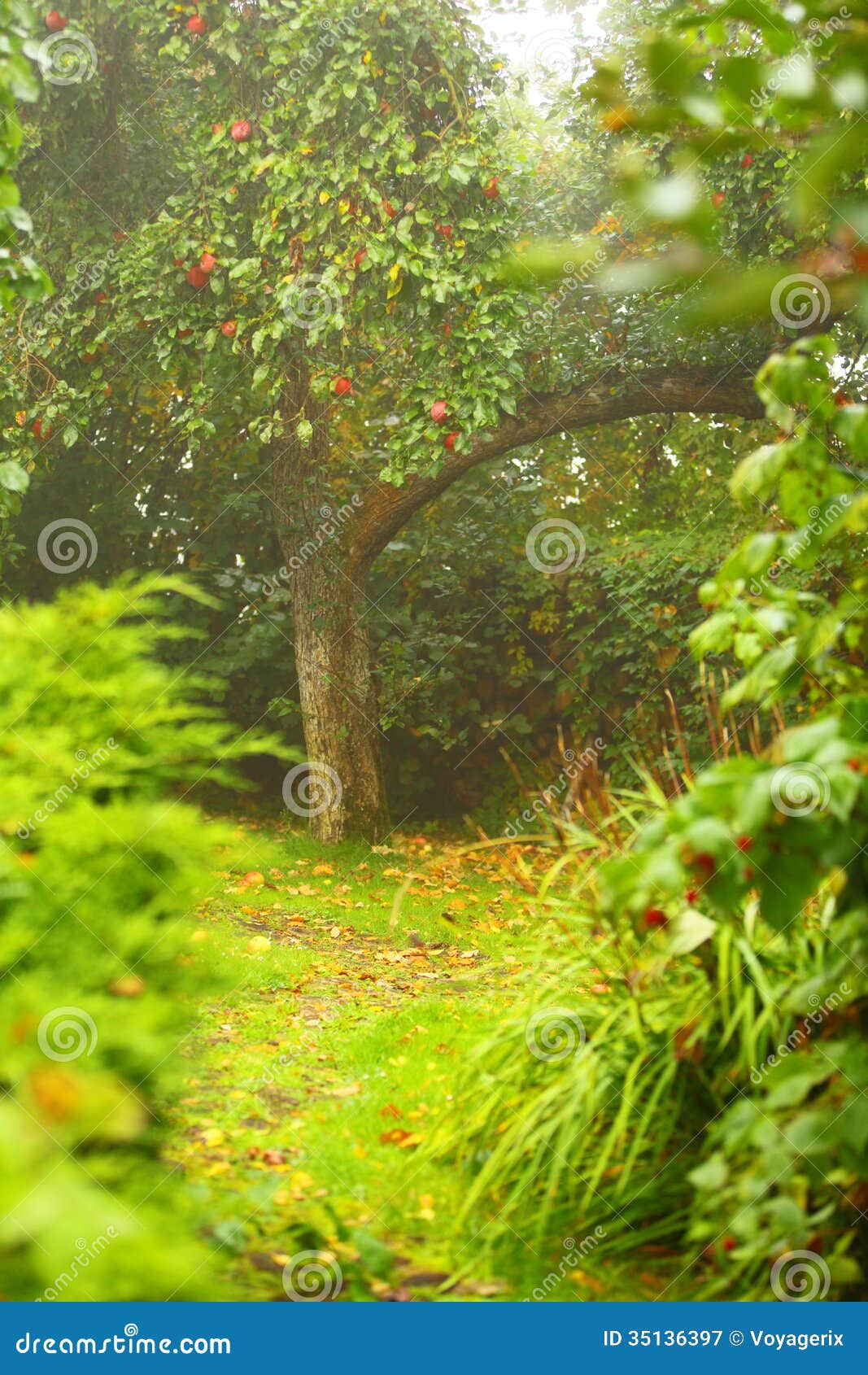 Peaceful Garden and Path. Apple Tree in the Background Stock Image ...