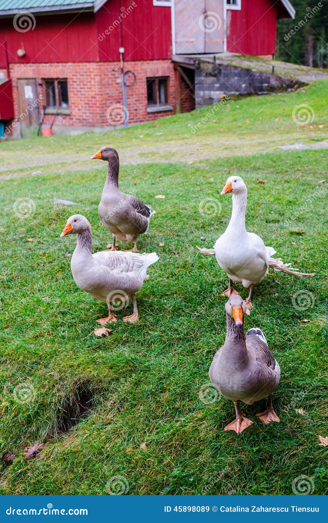 Peaceful geese stock image. Image of autumn, light, peaceful - 45898089