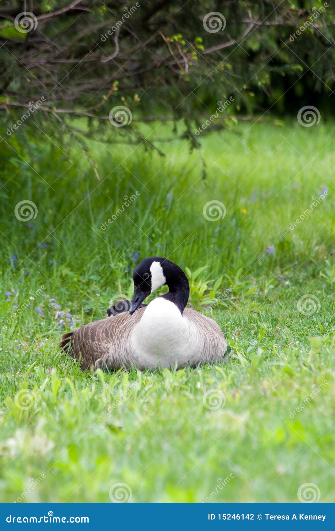 Peaceful Goose stock photo. Image of bird, northern, meadow - 15246142