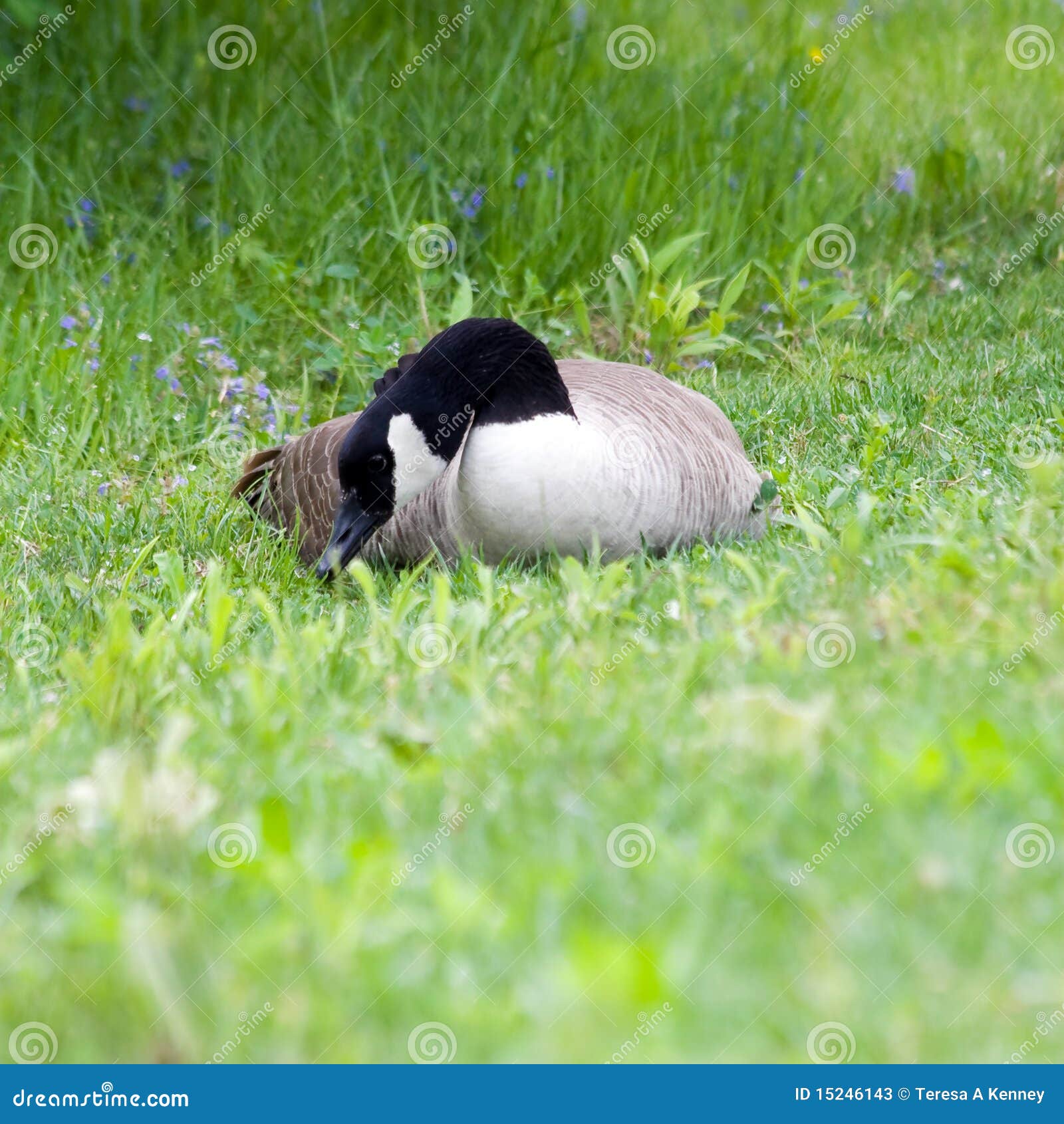 Peaceful Goose stock image. Image of concepts, concept - 15246143