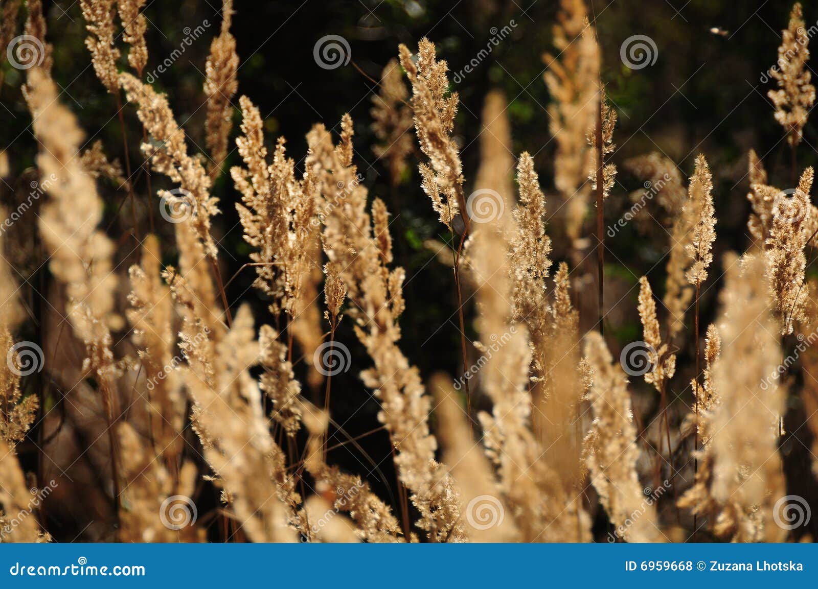 Peaceful grass stock photo. Image of freshness, field - 6959668