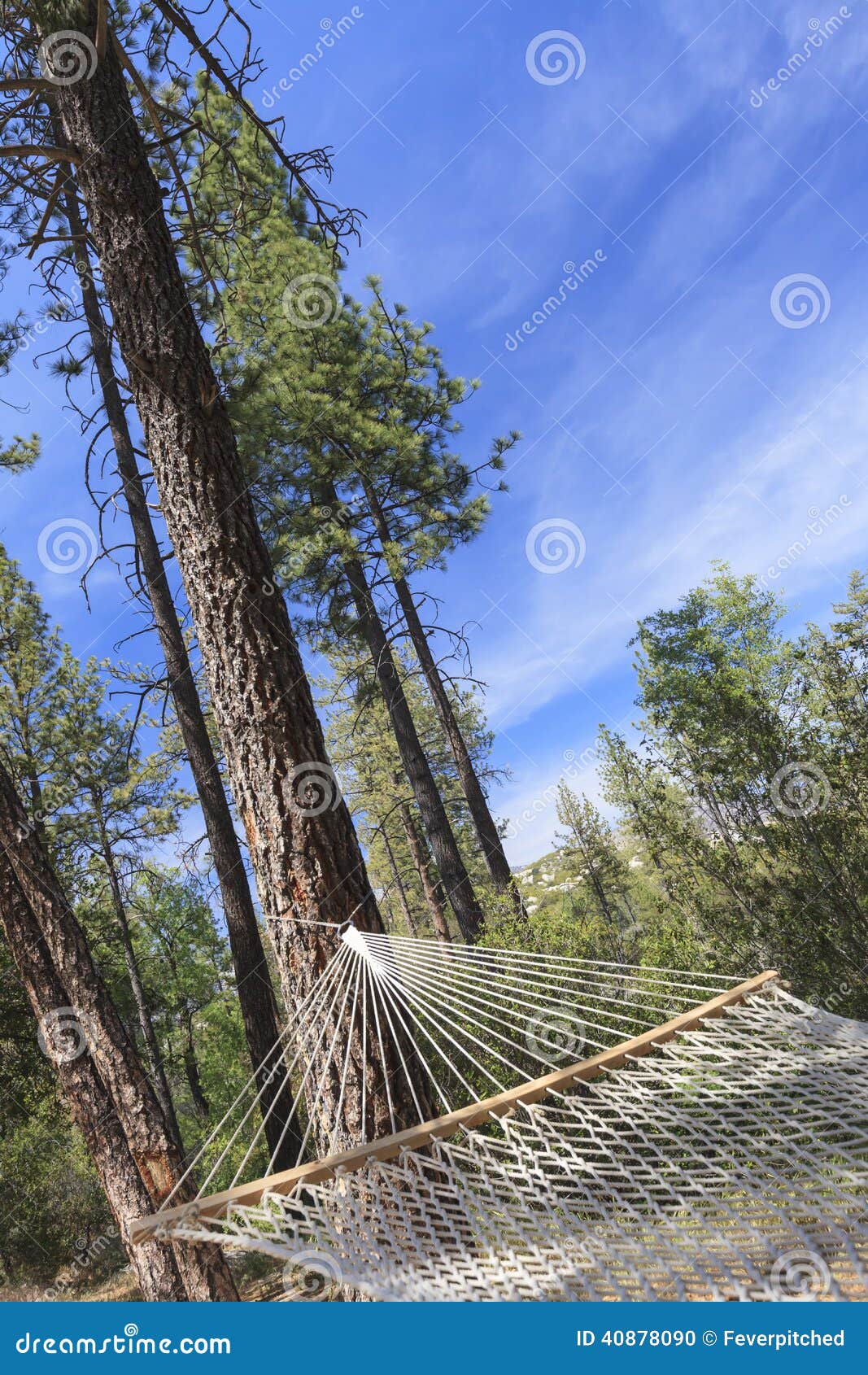 Peaceful Hammock Hanging among the Pine Trees Stock Photo - Image of ...