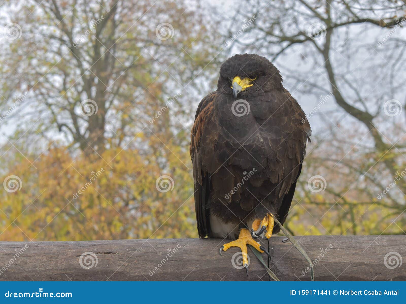 Peaceful Hawk Looking at People Stock Image - Image of bird, forest ...