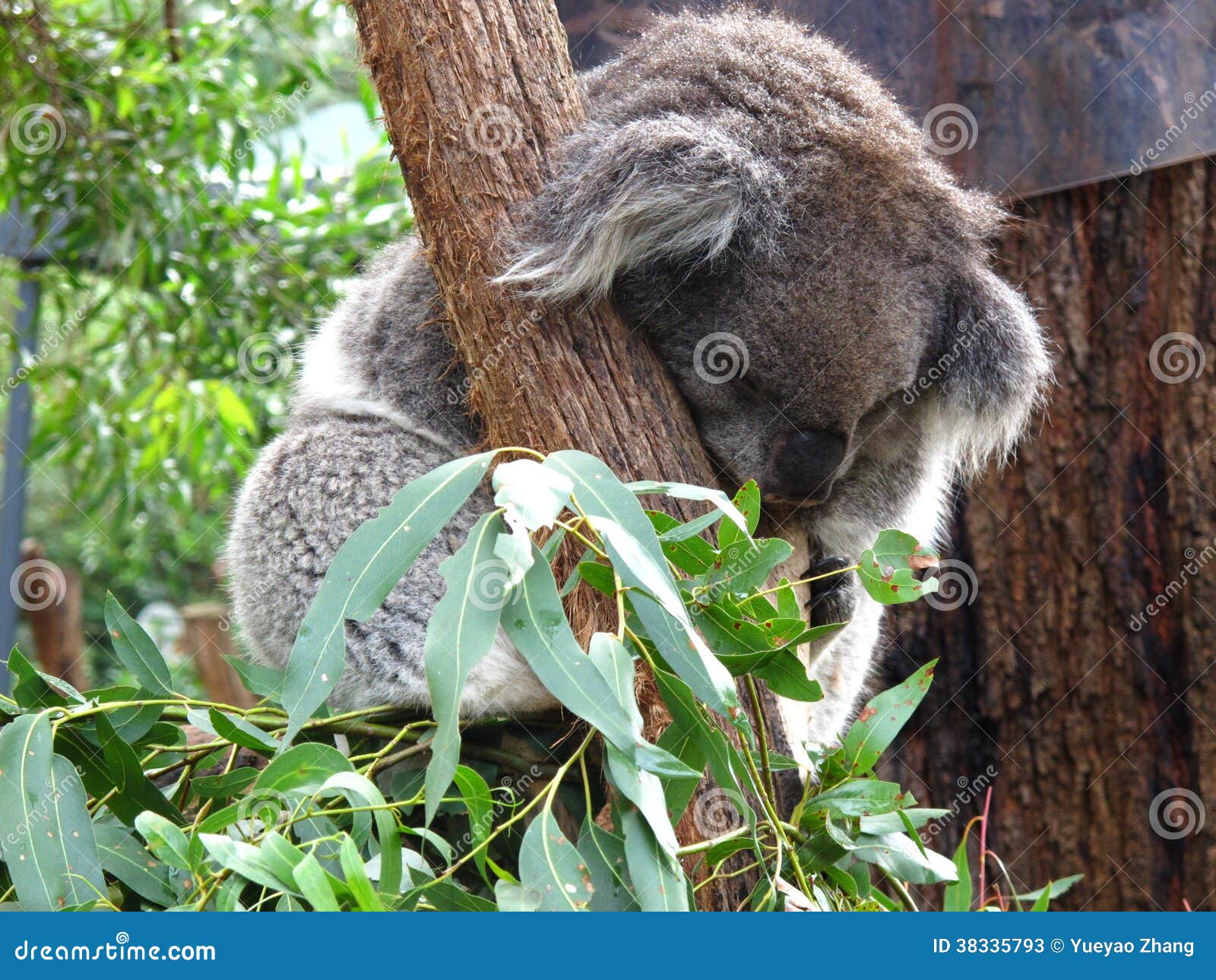 Peaceful koala stock image. Image of victoria, animal - 38335793