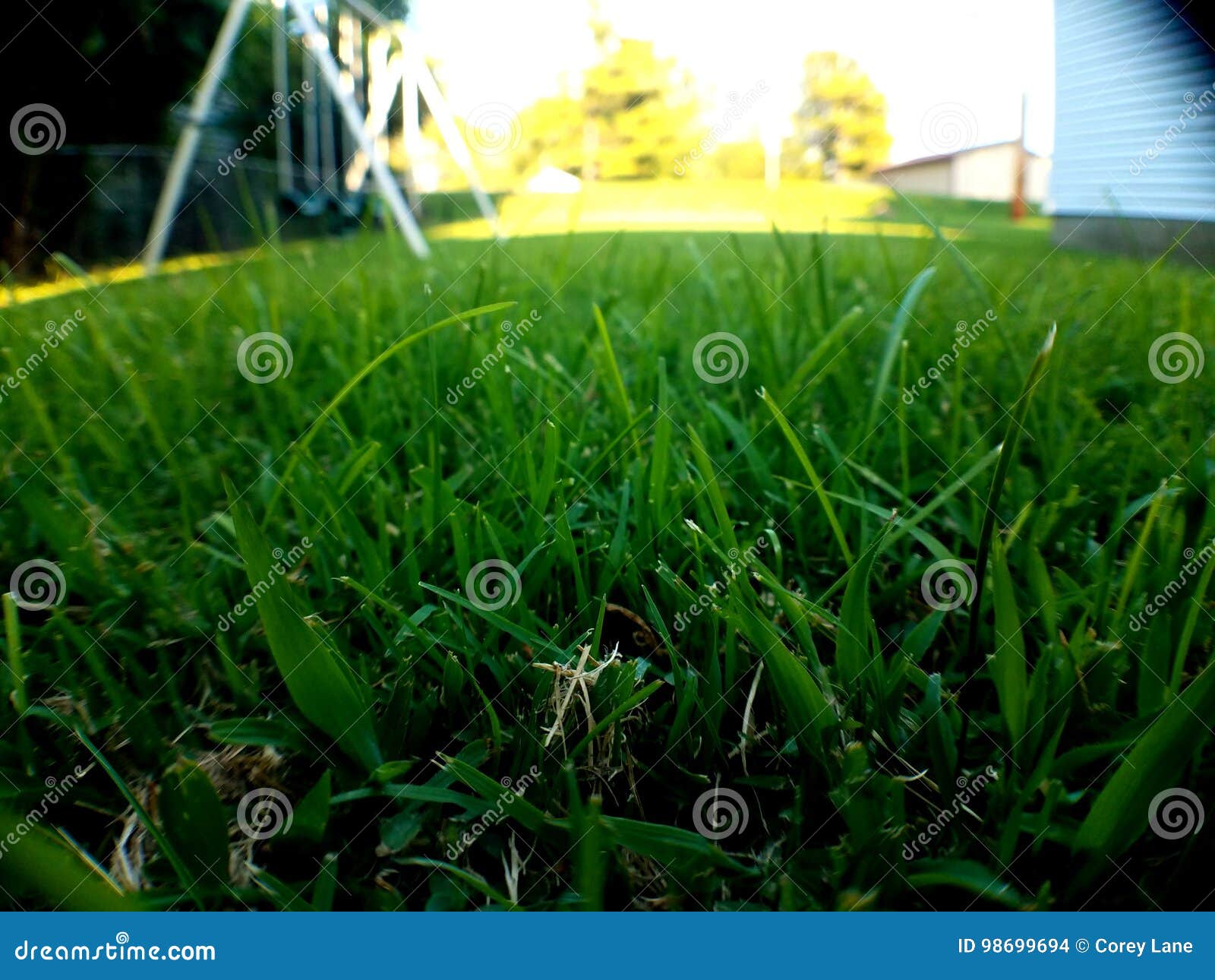 Peaceful Lawn stock photo. Image of green, summer, lawn - 98699694