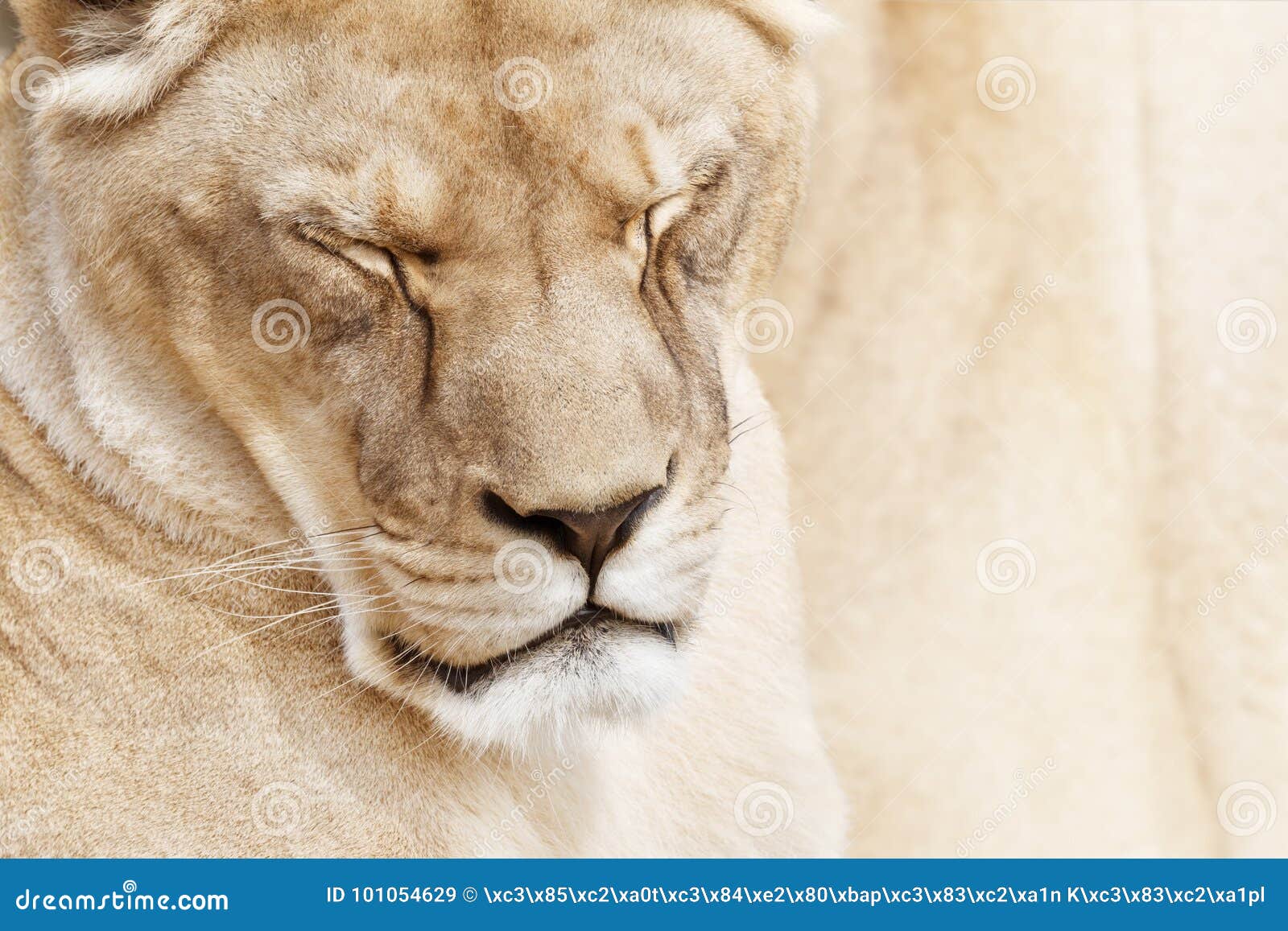 Peaceful lioness stock image. Image of hunter, graceful - 101054629