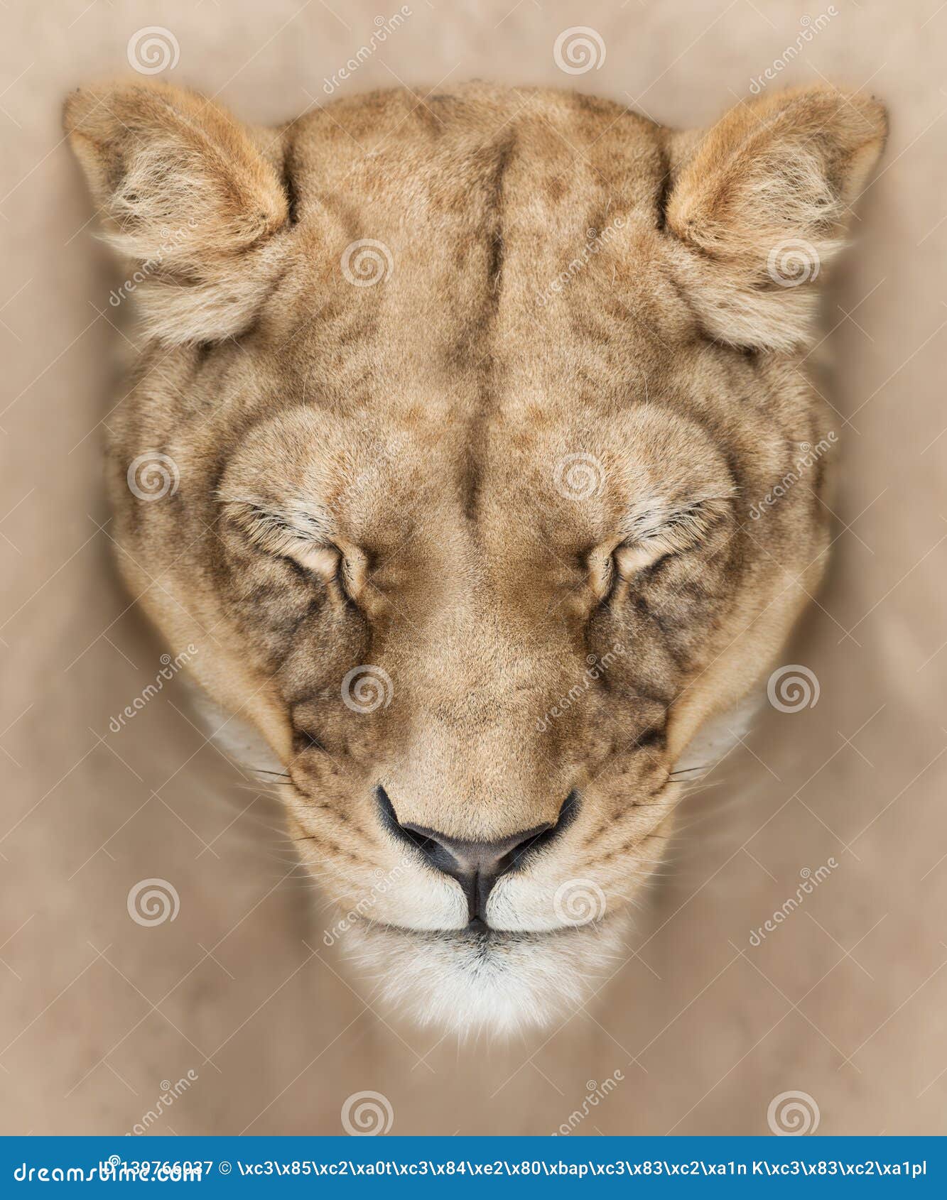 Peaceful lioness stock image. Image of beauty, dangerous - 139766037
