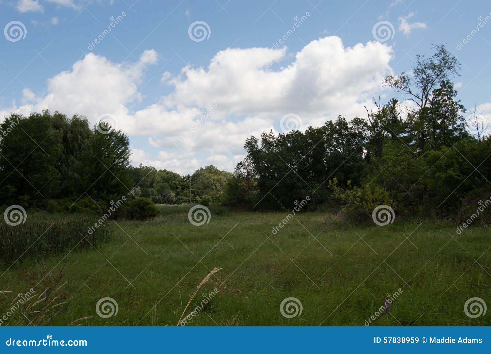 Peaceful Meadow stock image. Image of scene, environment - 57838959