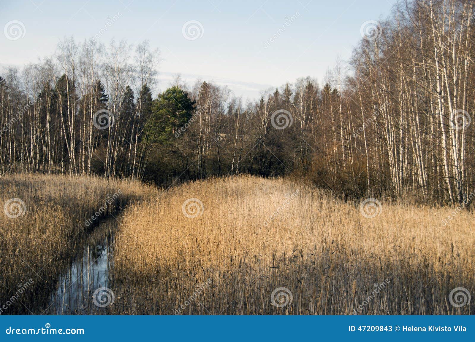 A peaceful meadow scenery stock image. Image of peaceful - 47209843