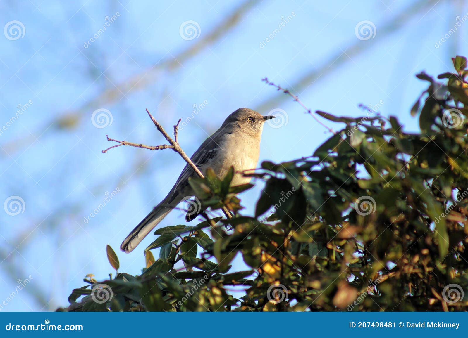 Peaceful Mockingbird Stock Photos - Free & Royalty-Free Stock Photos ...