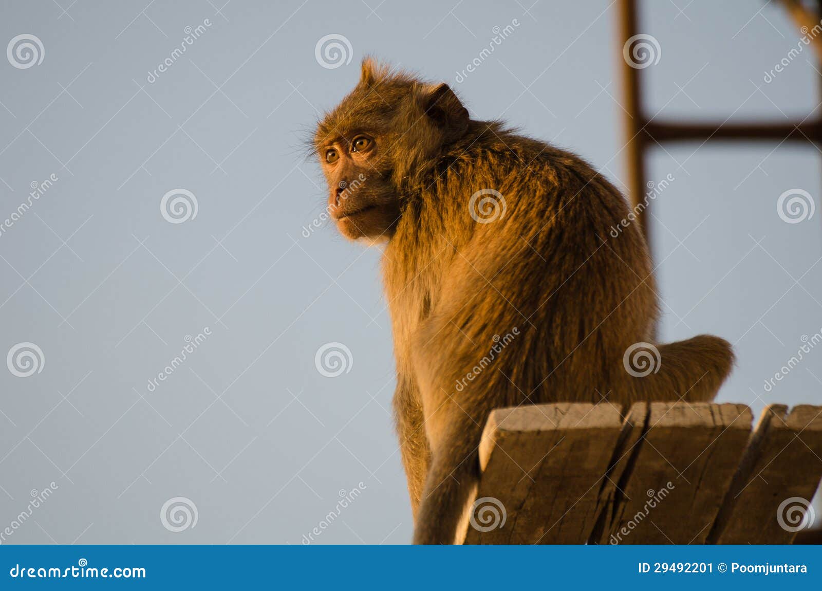 Peaceful monkey stock image. Image of species, peaceful - 29492201