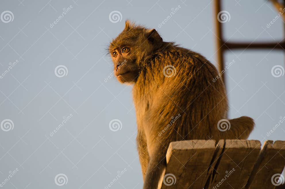 Peaceful monkey stock image. Image of species, peaceful - 29492201