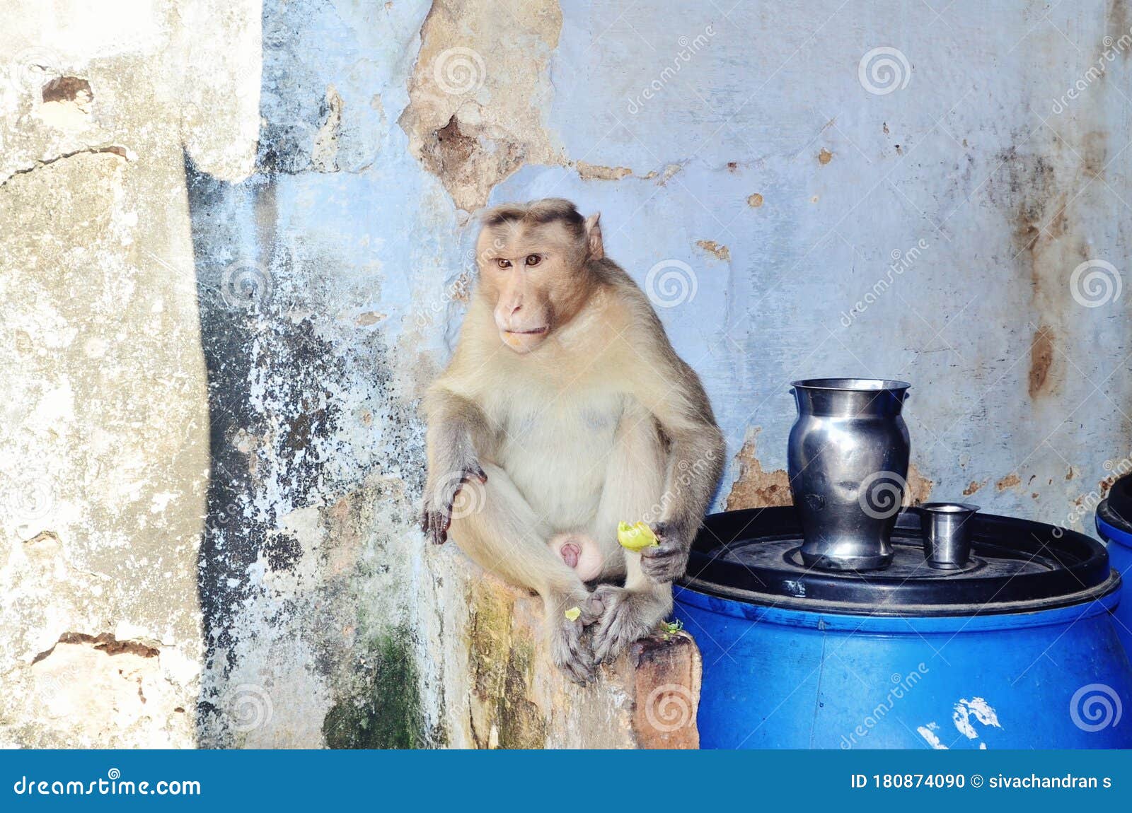 Peaceful monkey see some stock photo. Image of macaque - 180874090