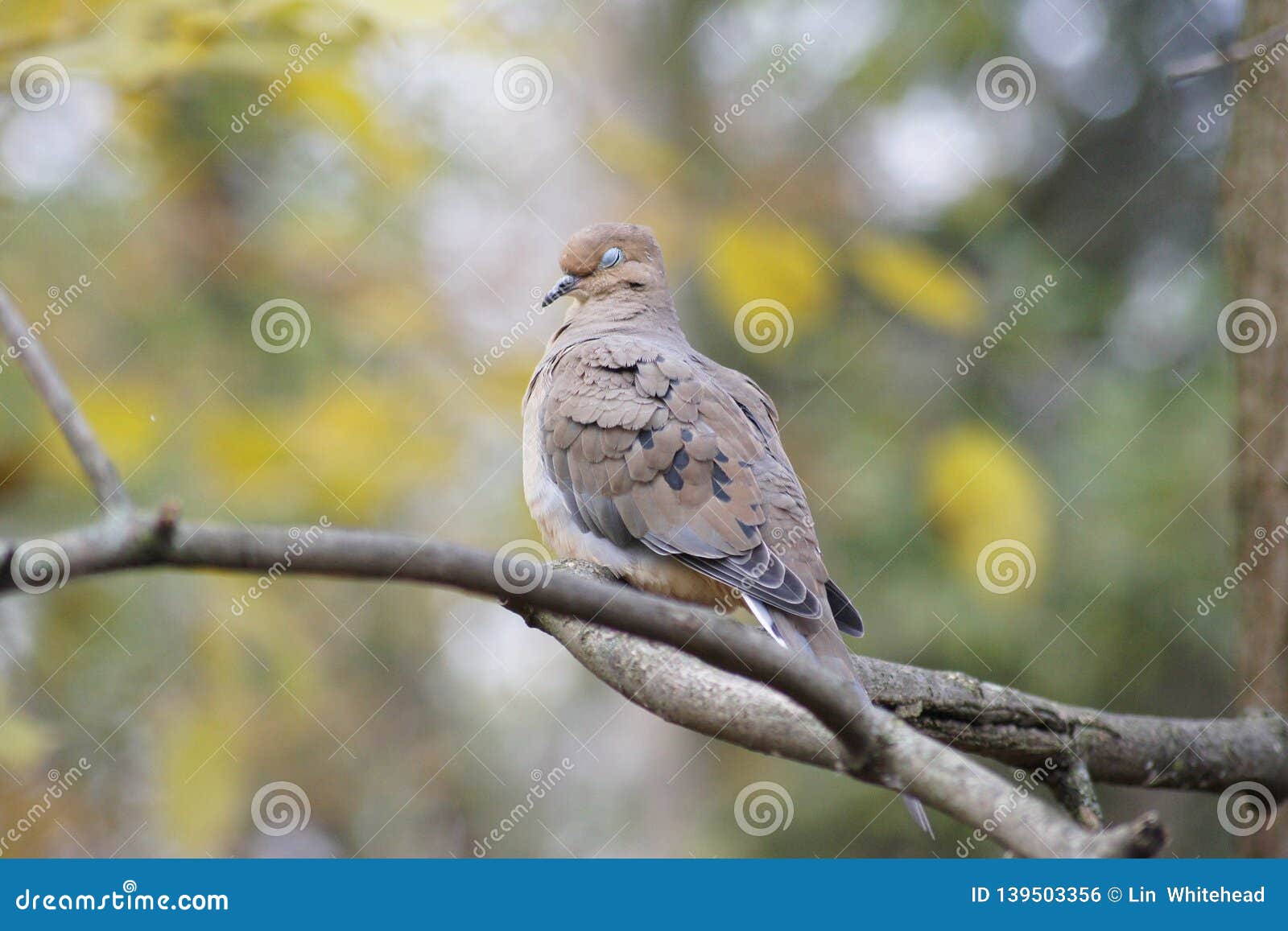 Peaceful mourning dove. stock photo. Image of side, forest - 139503356