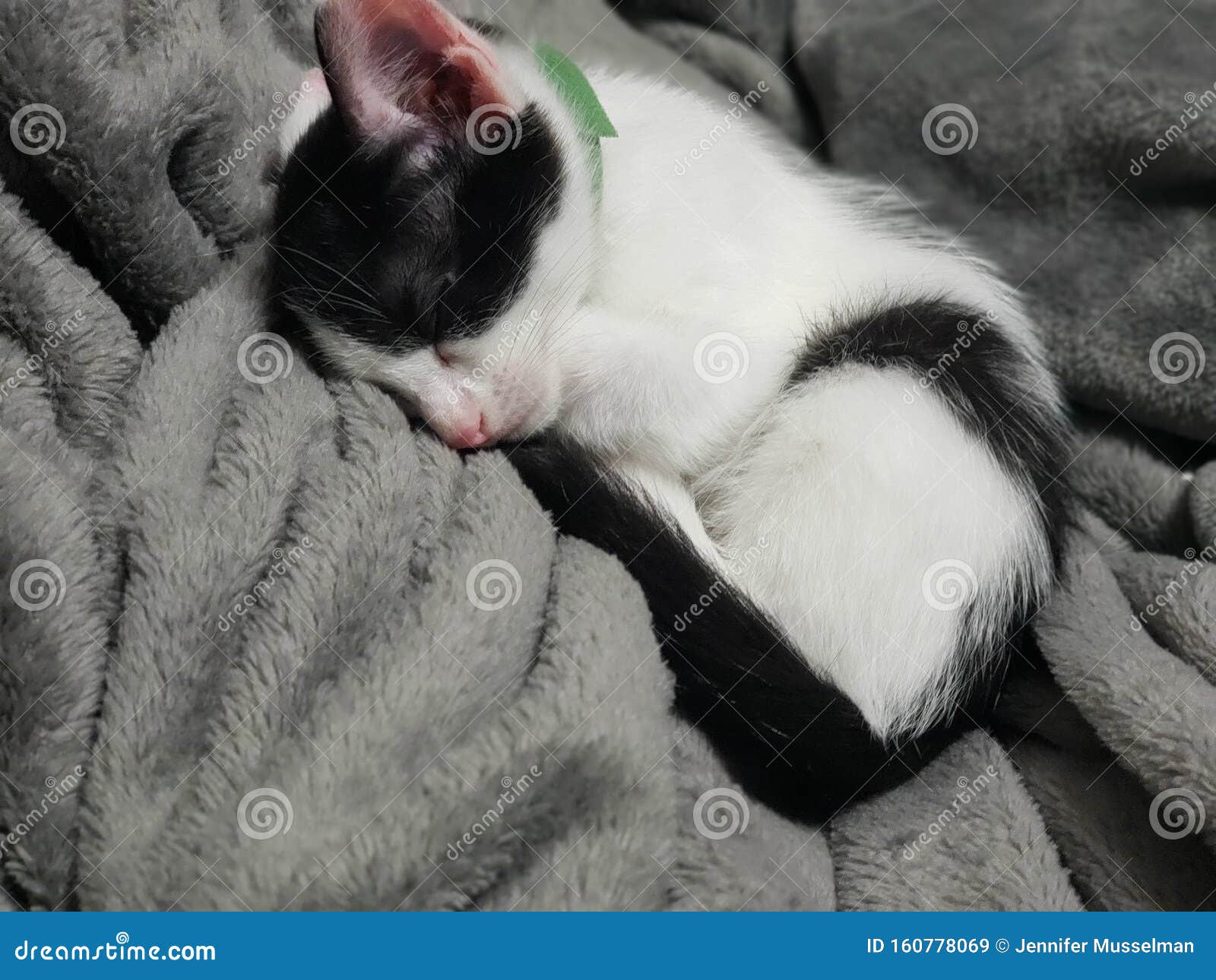 Peaceful napping kitty stock image. Image of kitty, napping - 160778069