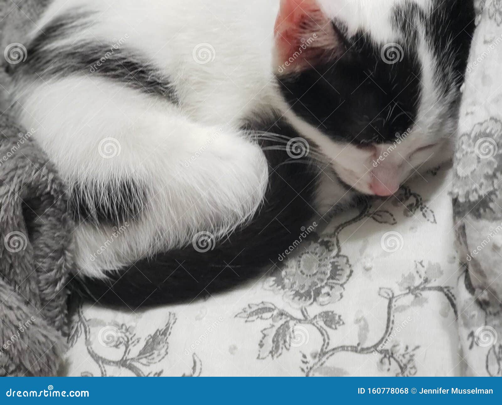 Peaceful napping kitty stock photo. Image of napping - 160778068