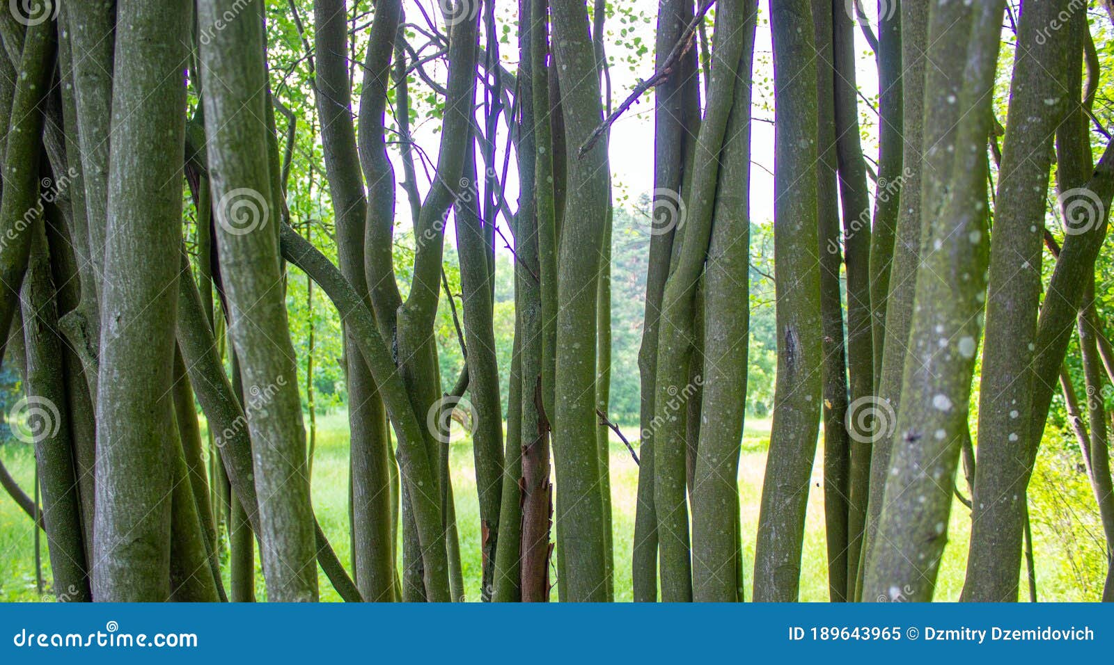 Peaceful Nature. Beautiful View on Tree Trunks Stock Image - Image of ...