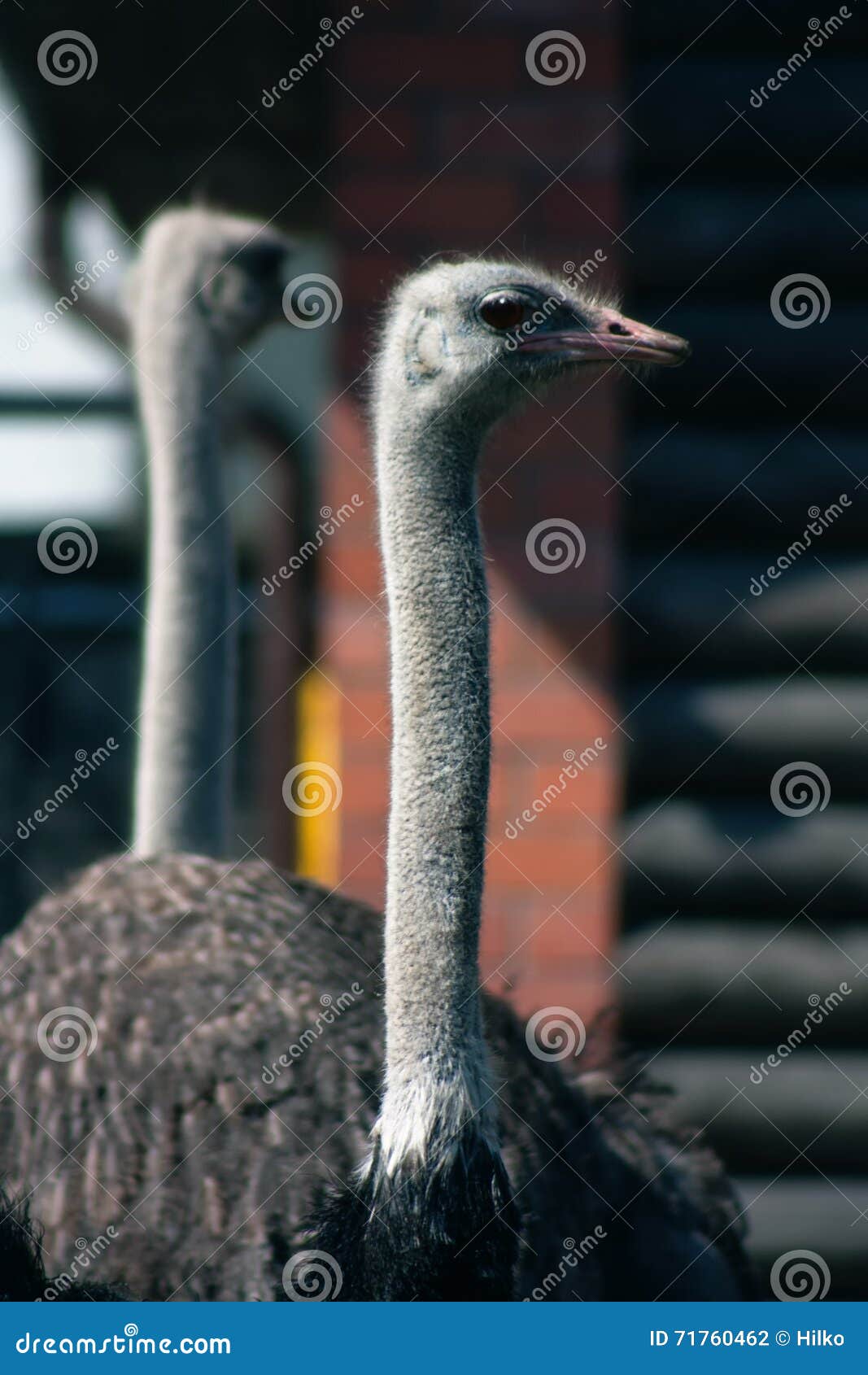 Peaceful old ostrich. stock photo. Image of head, beak - 71760462