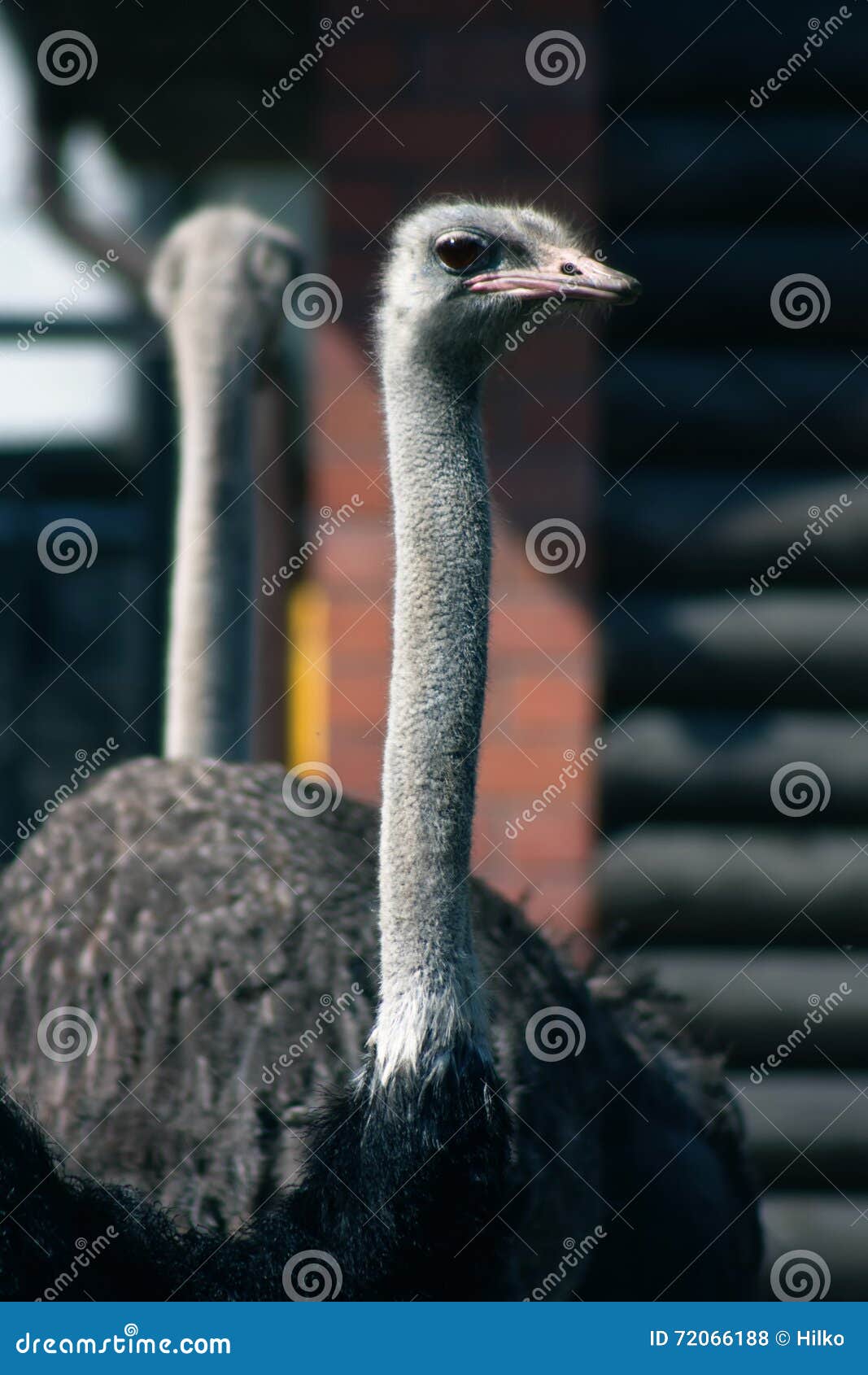 Peaceful old ostrich. stock photo. Image of flightless - 72066188