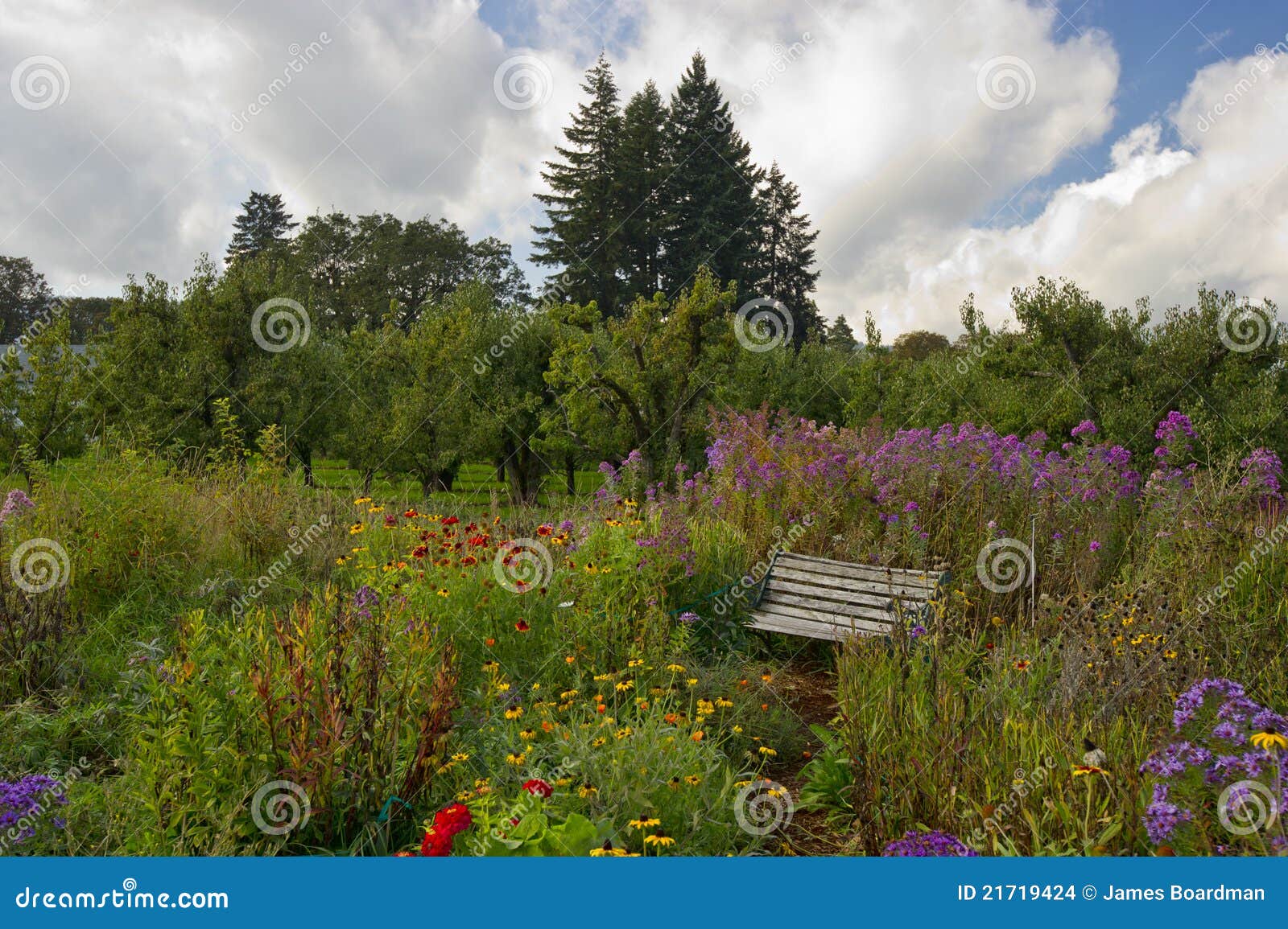 A Peaceful Park Bench in a Flower Garden Stock Photo - Image of seat ...