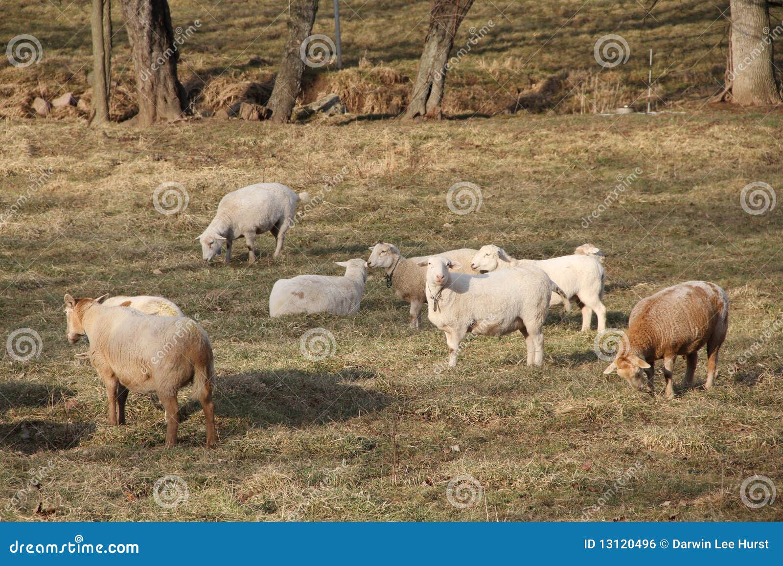 Peaceful pasture stock photo. Image of white, sheep, brook - 13120496