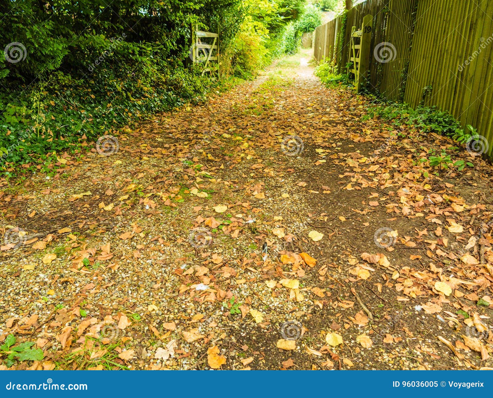 Peaceful Path in Autumnal Forest or Park Stock Image - Image of autumn ...