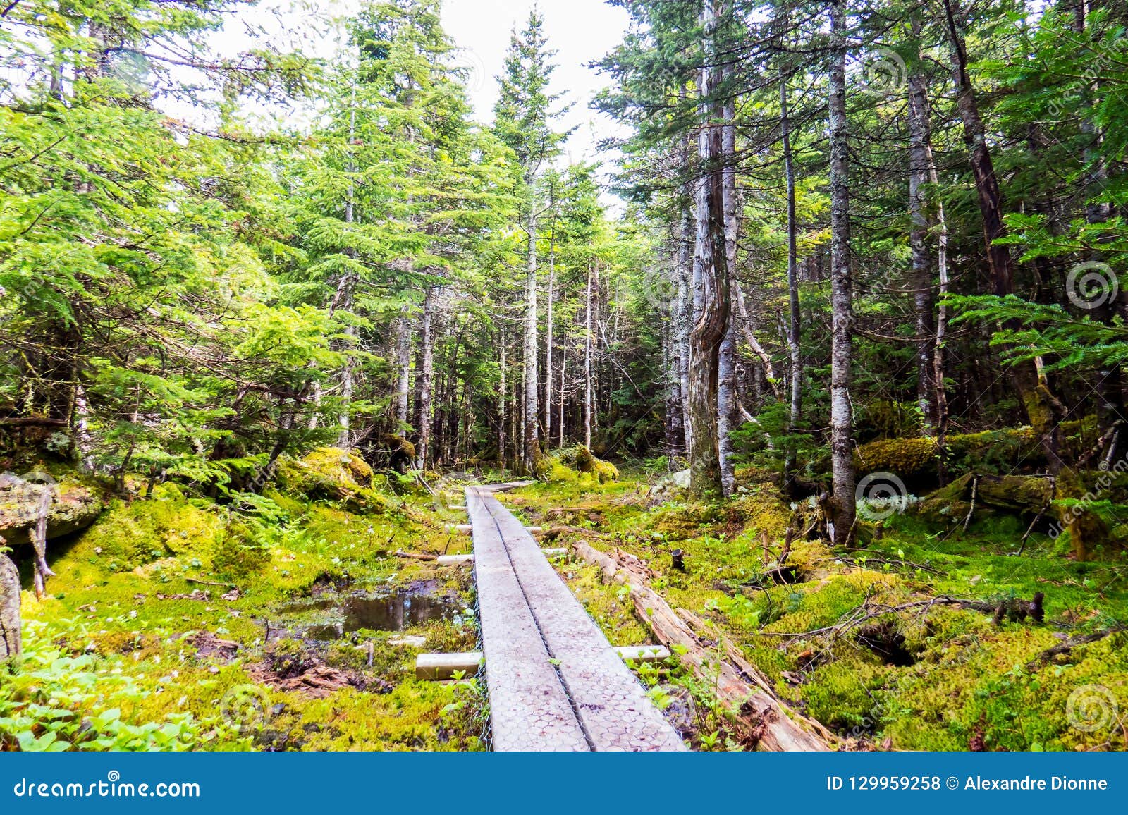 Peaceful Path Going through a Dense Nature Stock Photo - Image of ...