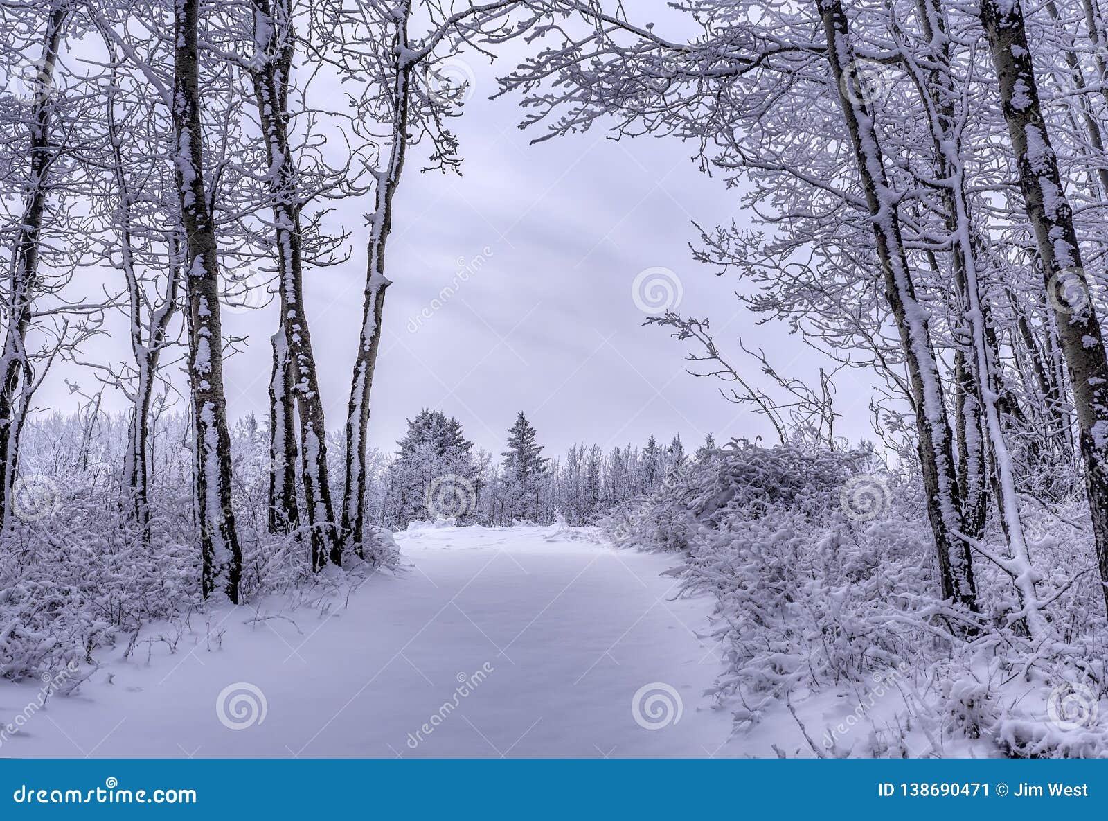 Peaceful Path Going through Snow Covered Trees Stock Image - Image of ...