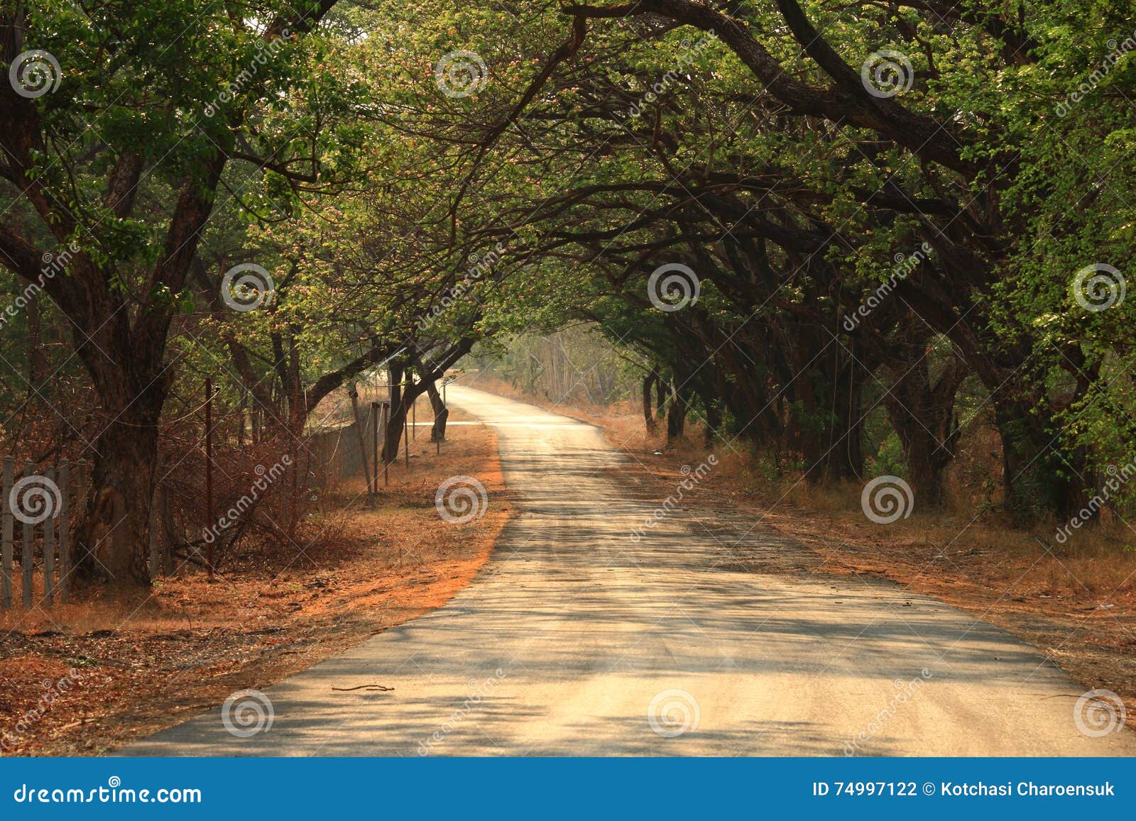 Peaceful path stock photo. Image of field, bush, green - 74997122