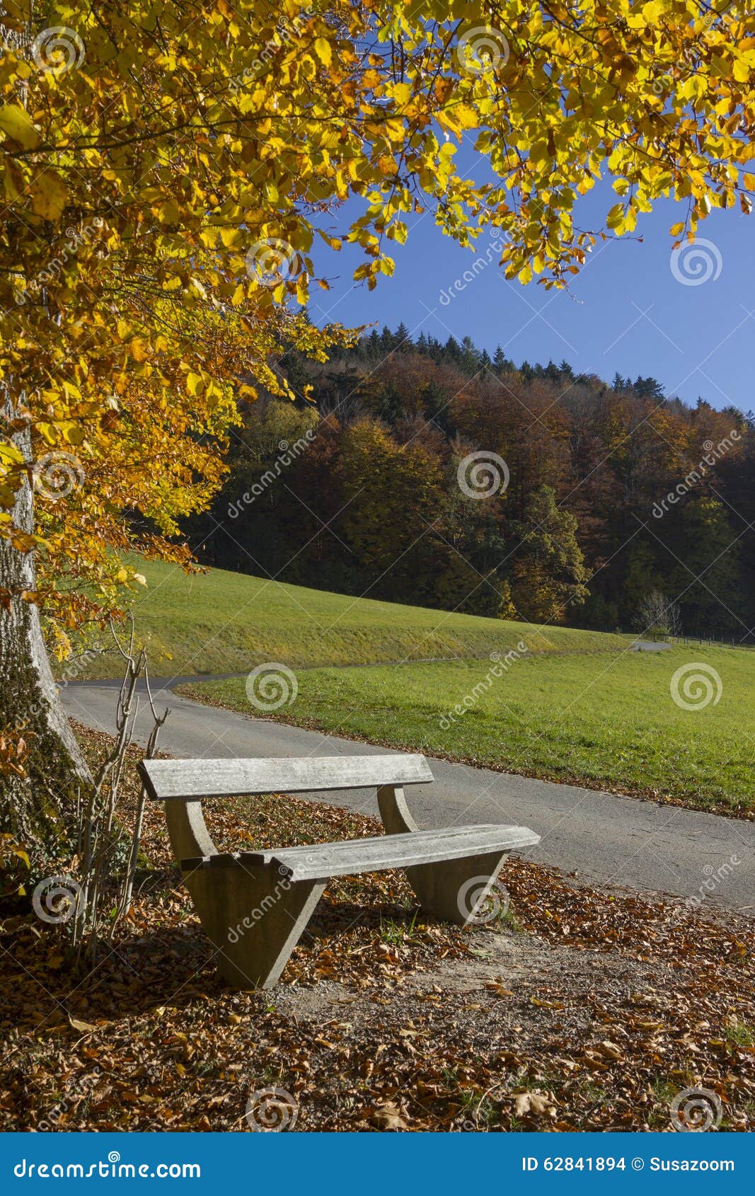 Peaceful Place with Bench, Colorful Beech Tree in Autumn Stock Photo ...
