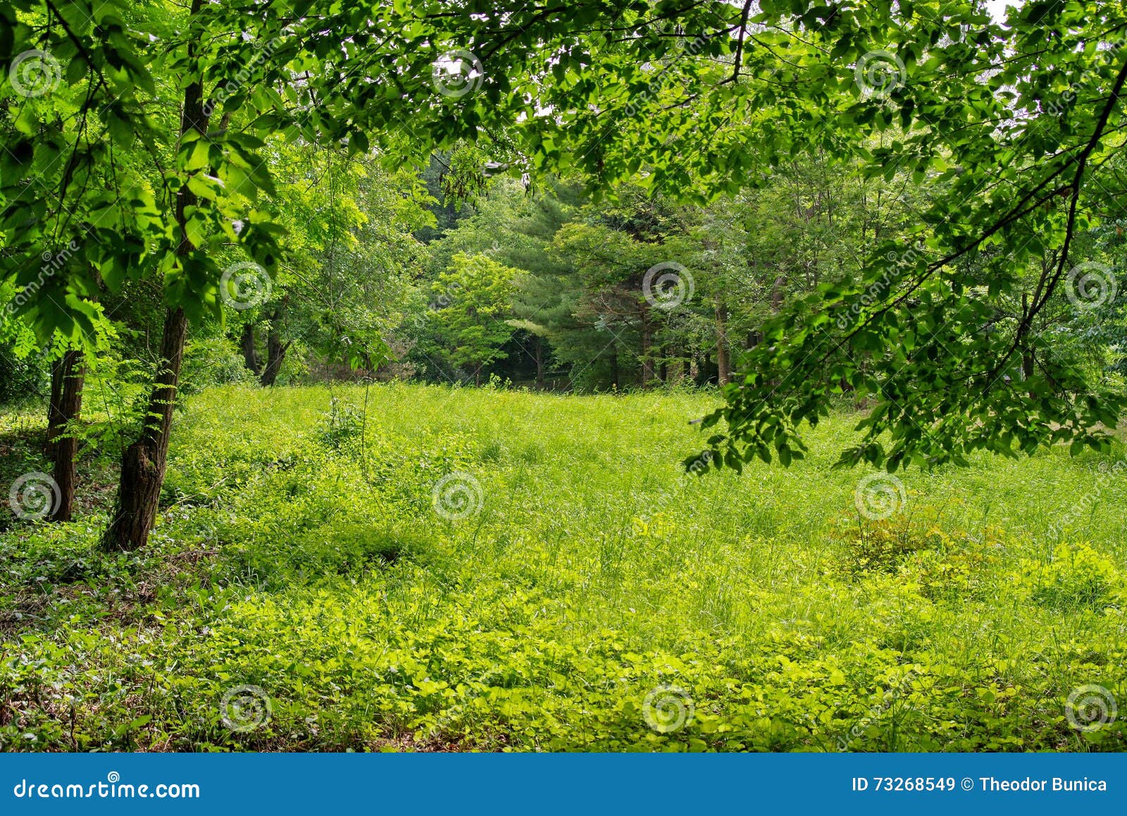 Magic Place. Green Nature. Relaxation and Tranquility in the Park ...