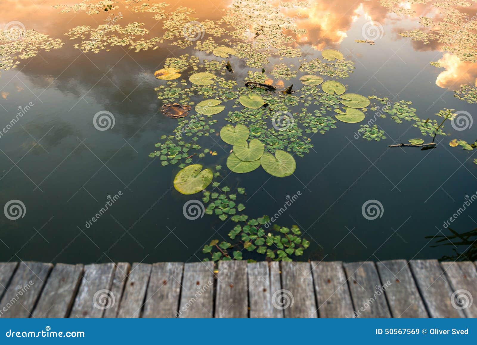 Peaceful place at the pond stock image. Image of green - 50567569