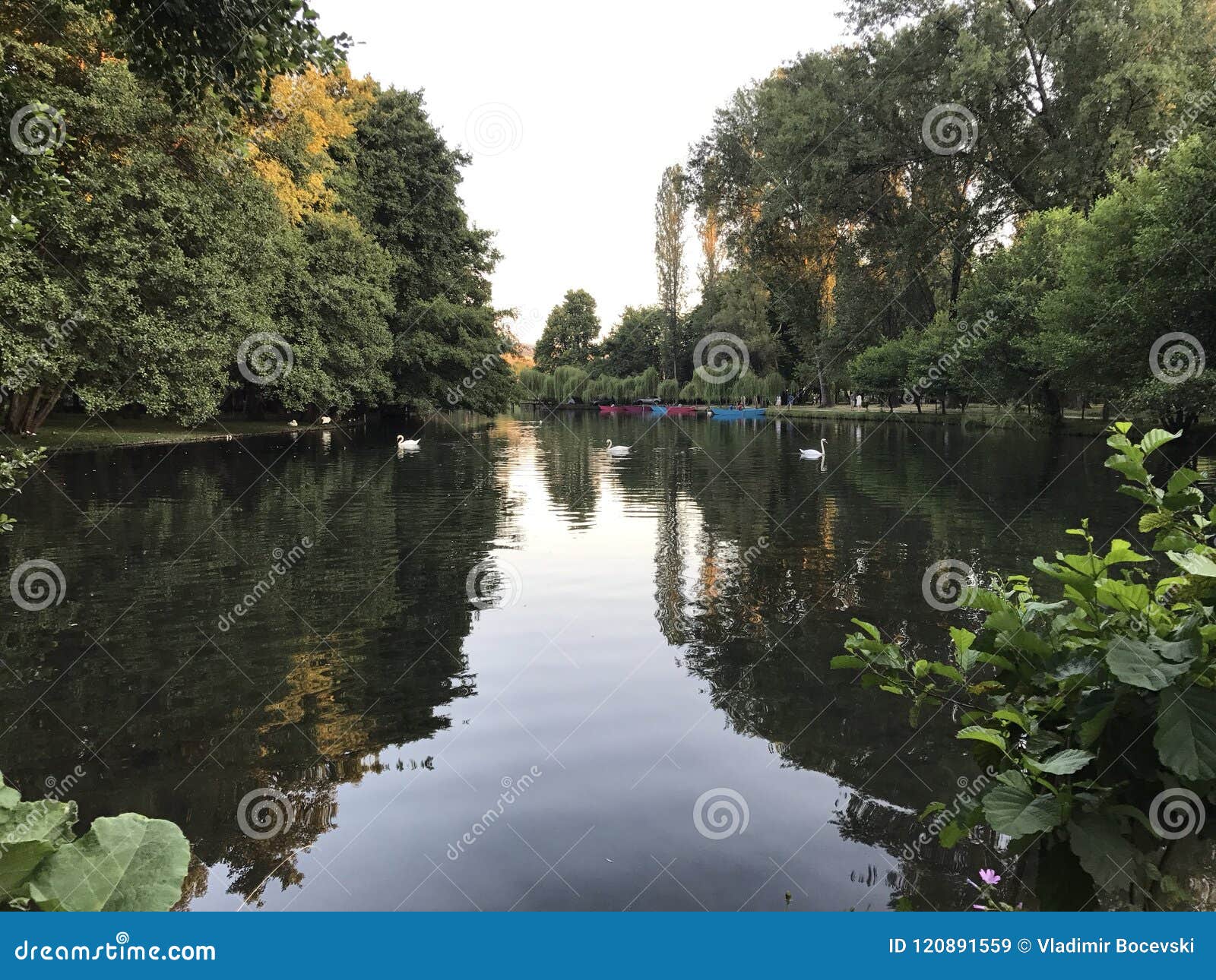 Pond reflection stock image. Image of water, pond, peaceful - 120891559