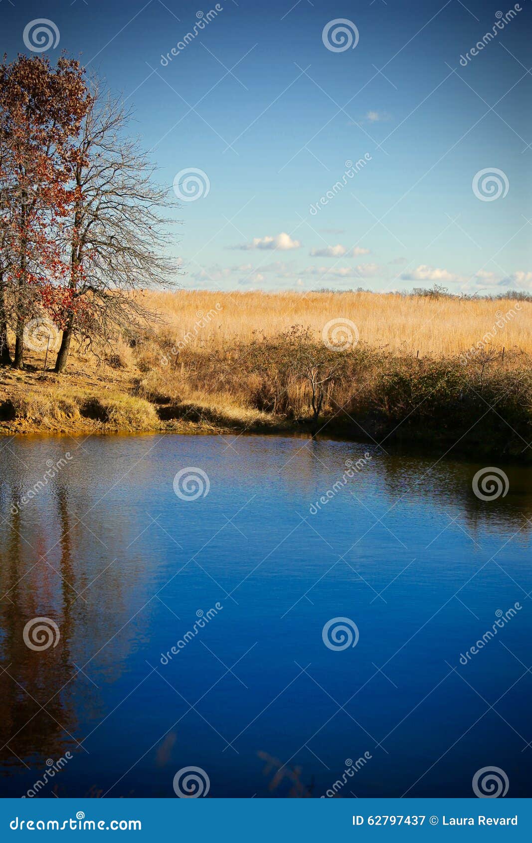 Peaceful Pond stock image. Image of beautiful, outdoors - 62797437