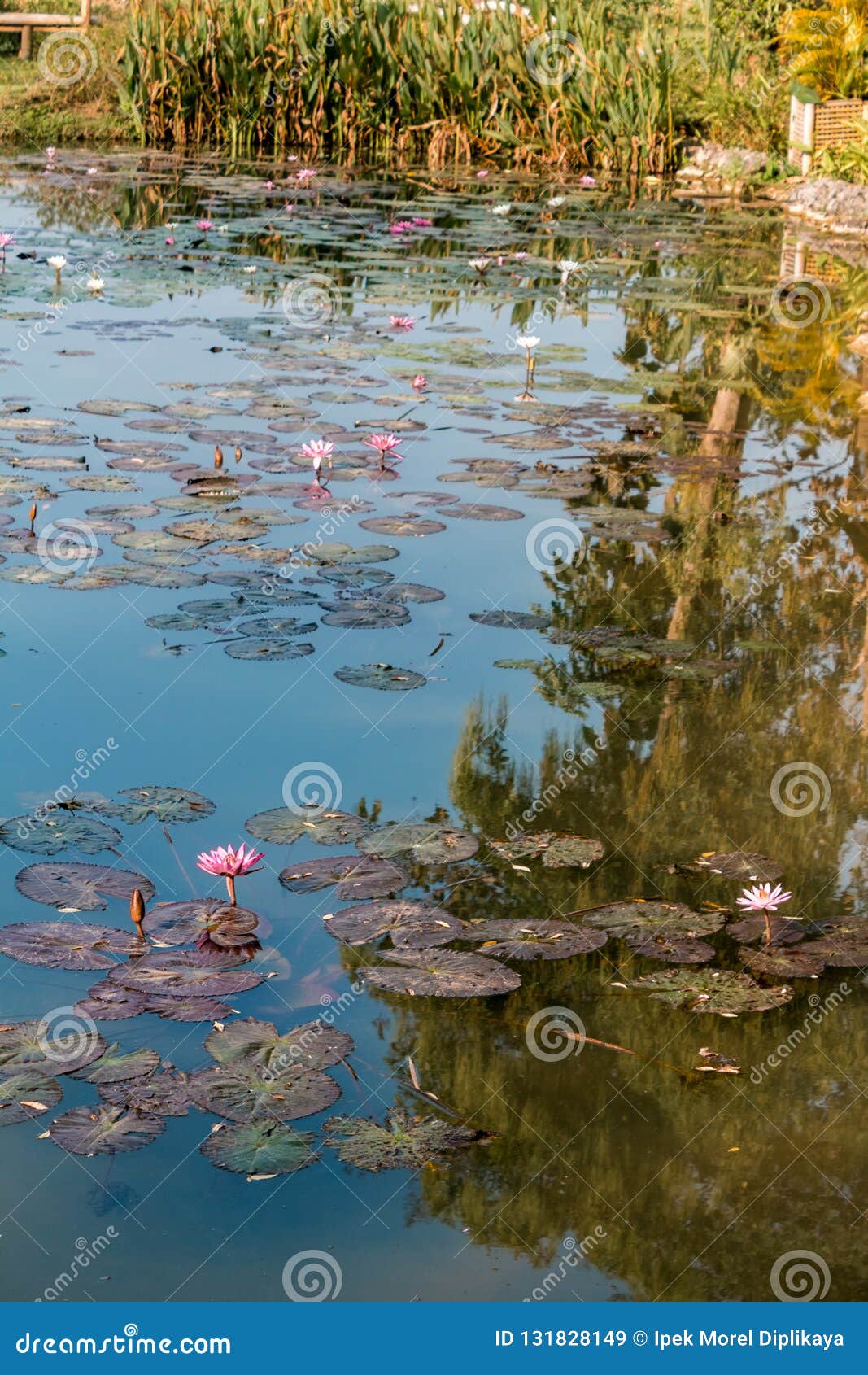 Peaceful Pond with Reflection on the Water Stock Image - Image of ...